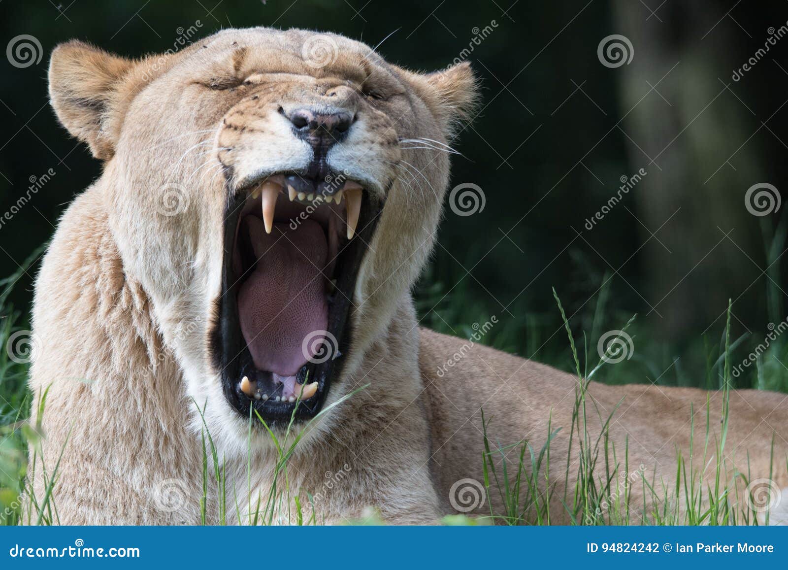 Lioness Panthera Leo stock photo. Image of expression - 94824242