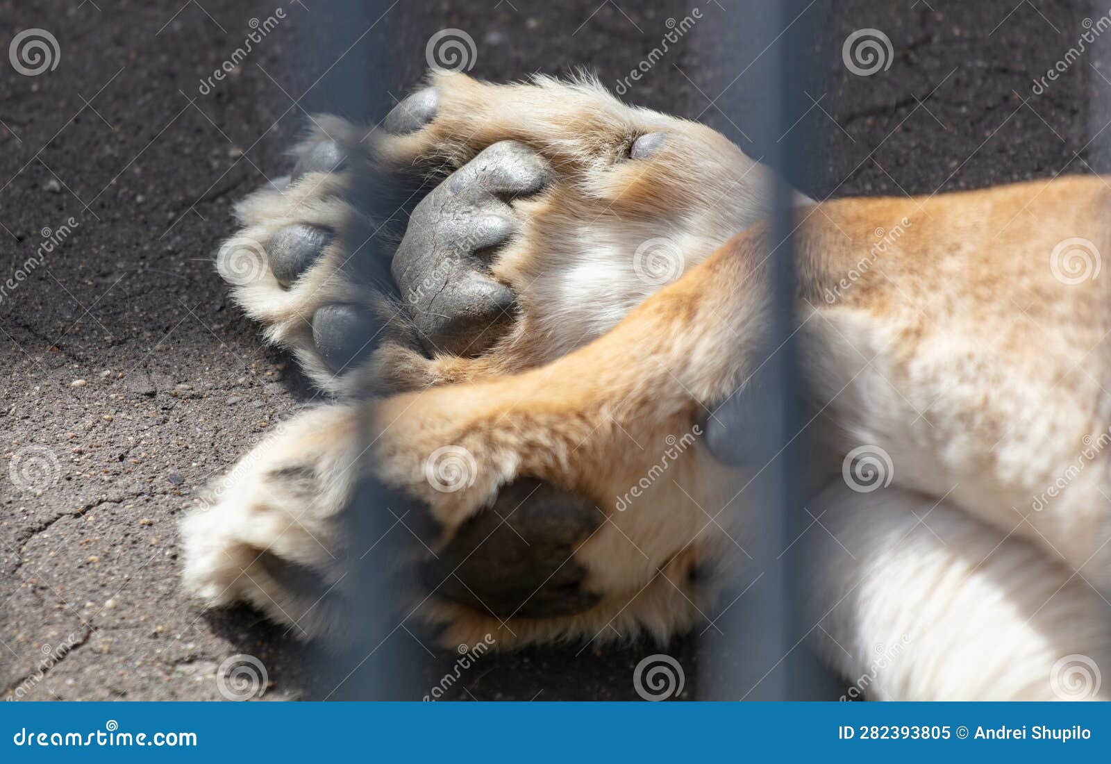 Lioness paws in a zoo cage stock image. Image of beautiful - 282393805