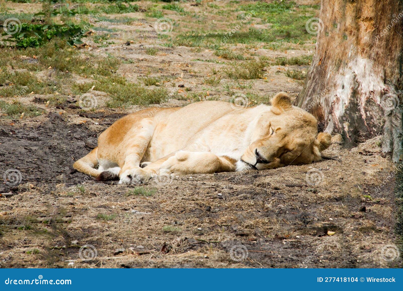 Lioness Peacefully Sleeping Under a Tree. Stock Photo - Image of calm ...