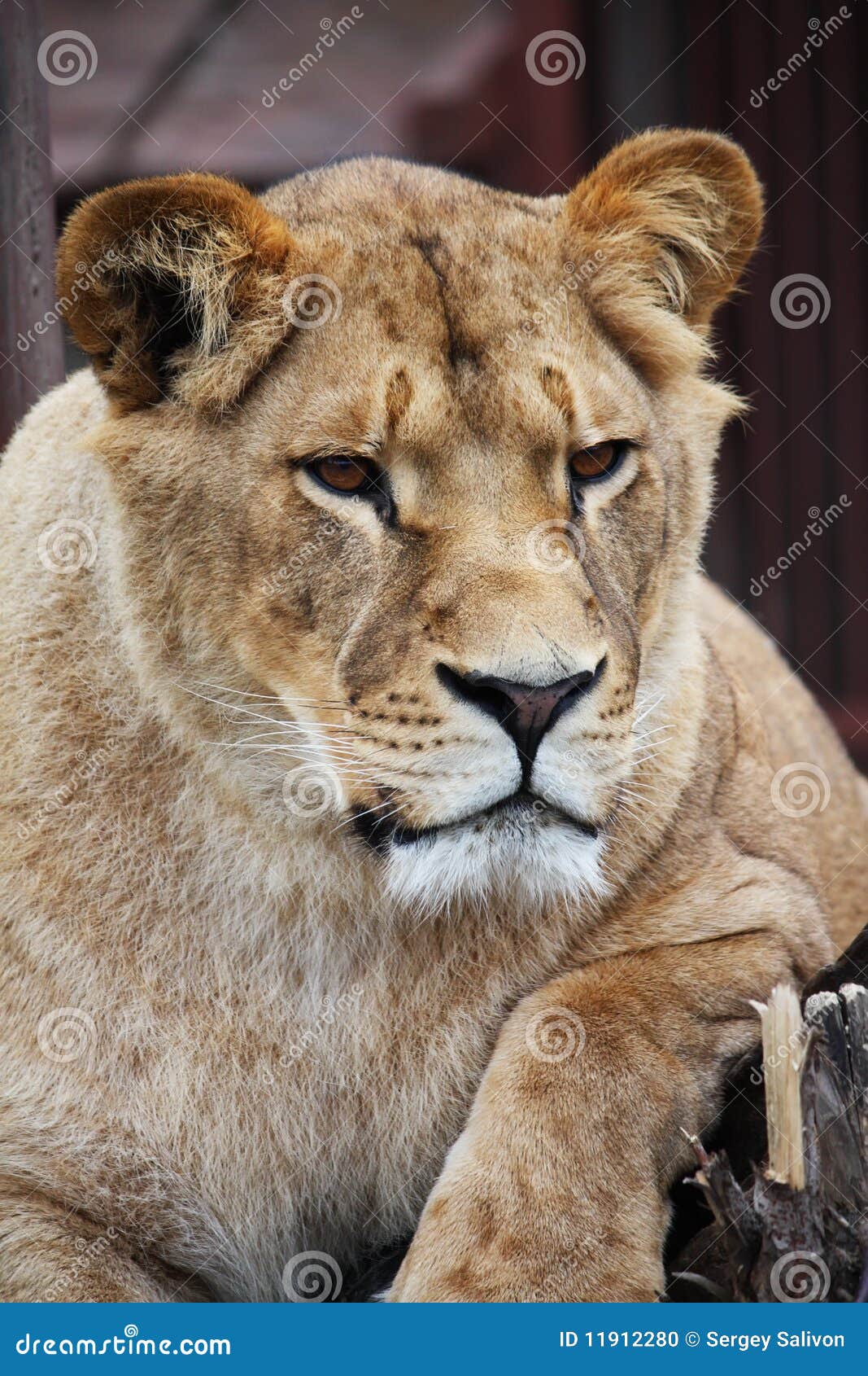 Lioness portrait stock photo. Image of nature, feline - 11912280