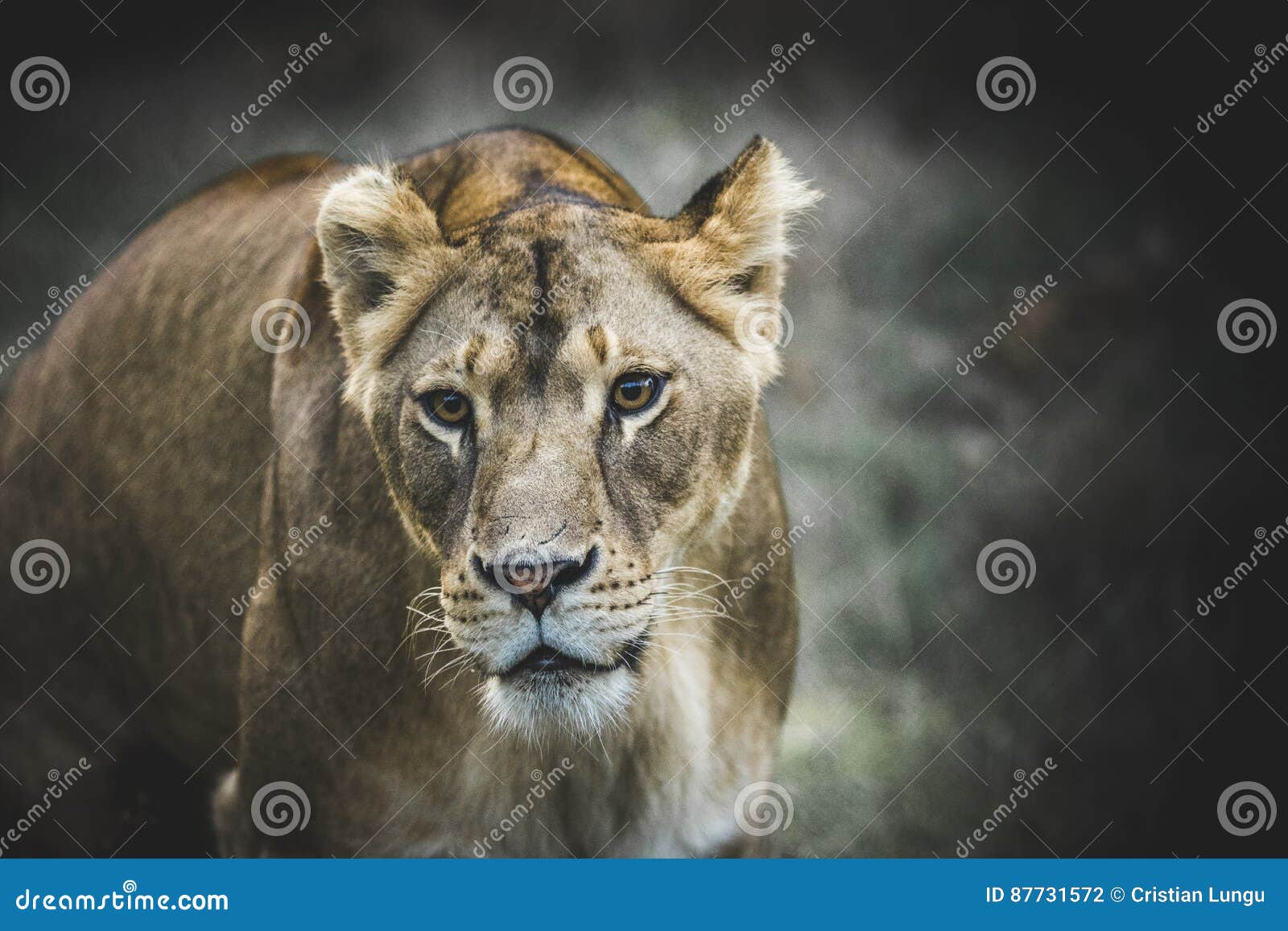 Lioness portrait stock photo. Image of mammal, nature - 87731572