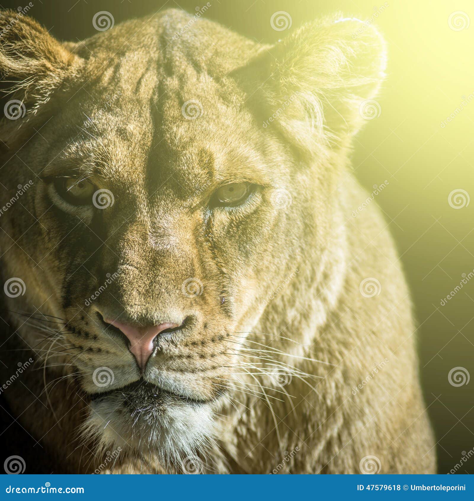 Lioness portrait stock photo. Image of carnivore, head - 47579618