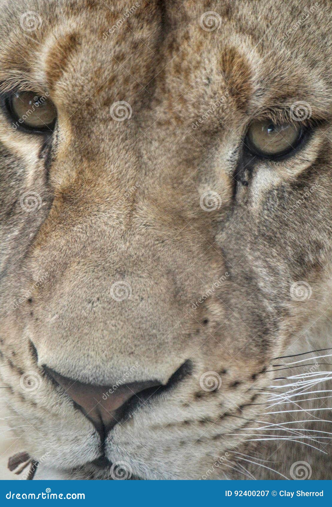 Lioness Portrait stock image. Image of posing, sharpimage - 92400207