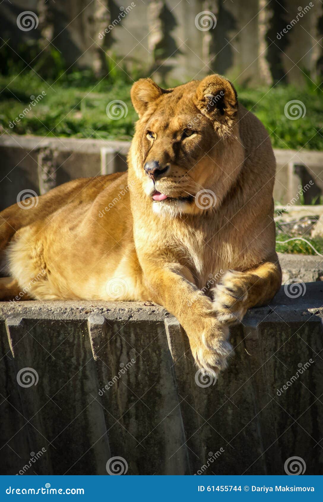 Lioness stock photo. Image of legs, click, beast, safari - 61455744