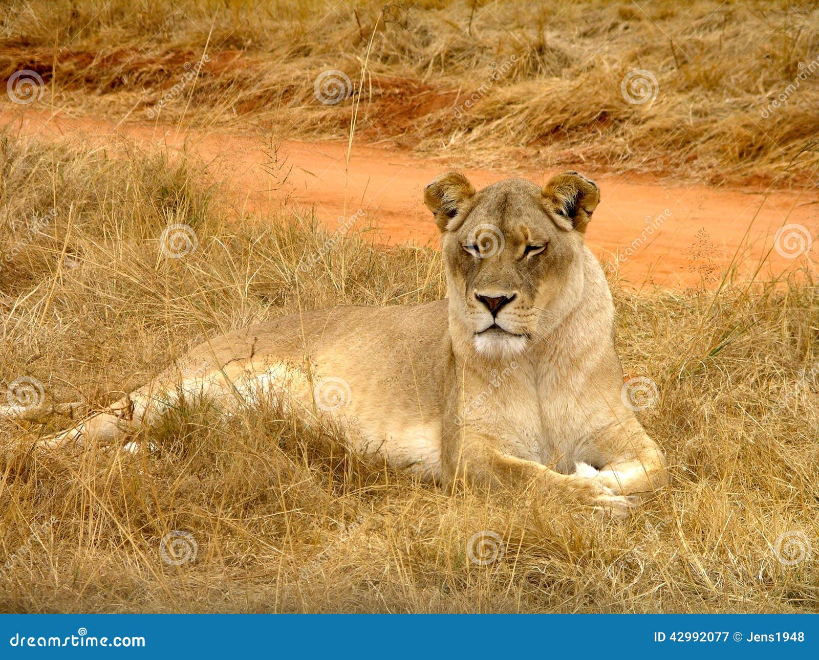 Lioness stock image. Image of impressive, tired, krugersdorp - 42992077