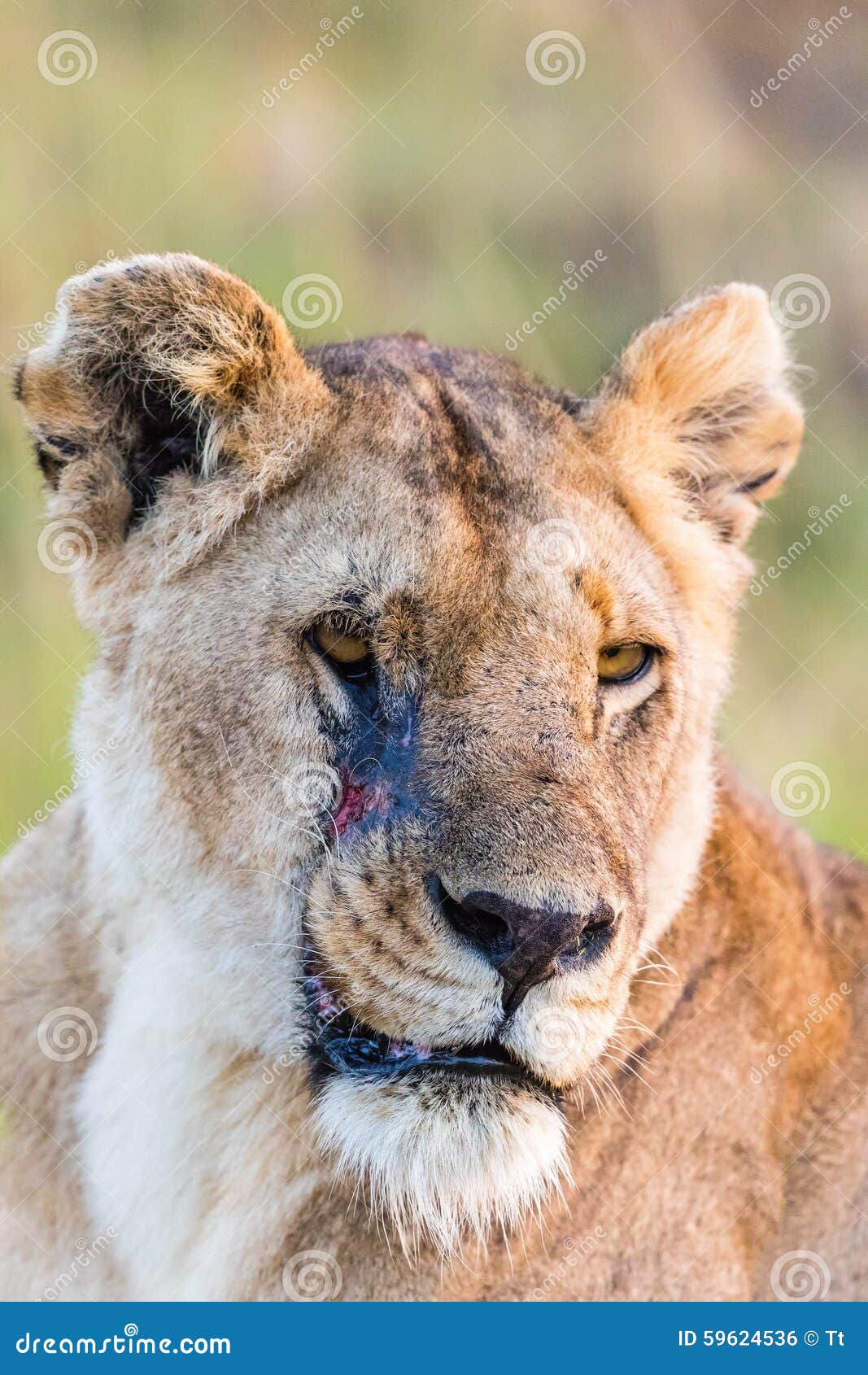 Lioness potrait with scar stock photo. Image of injury - 59624536