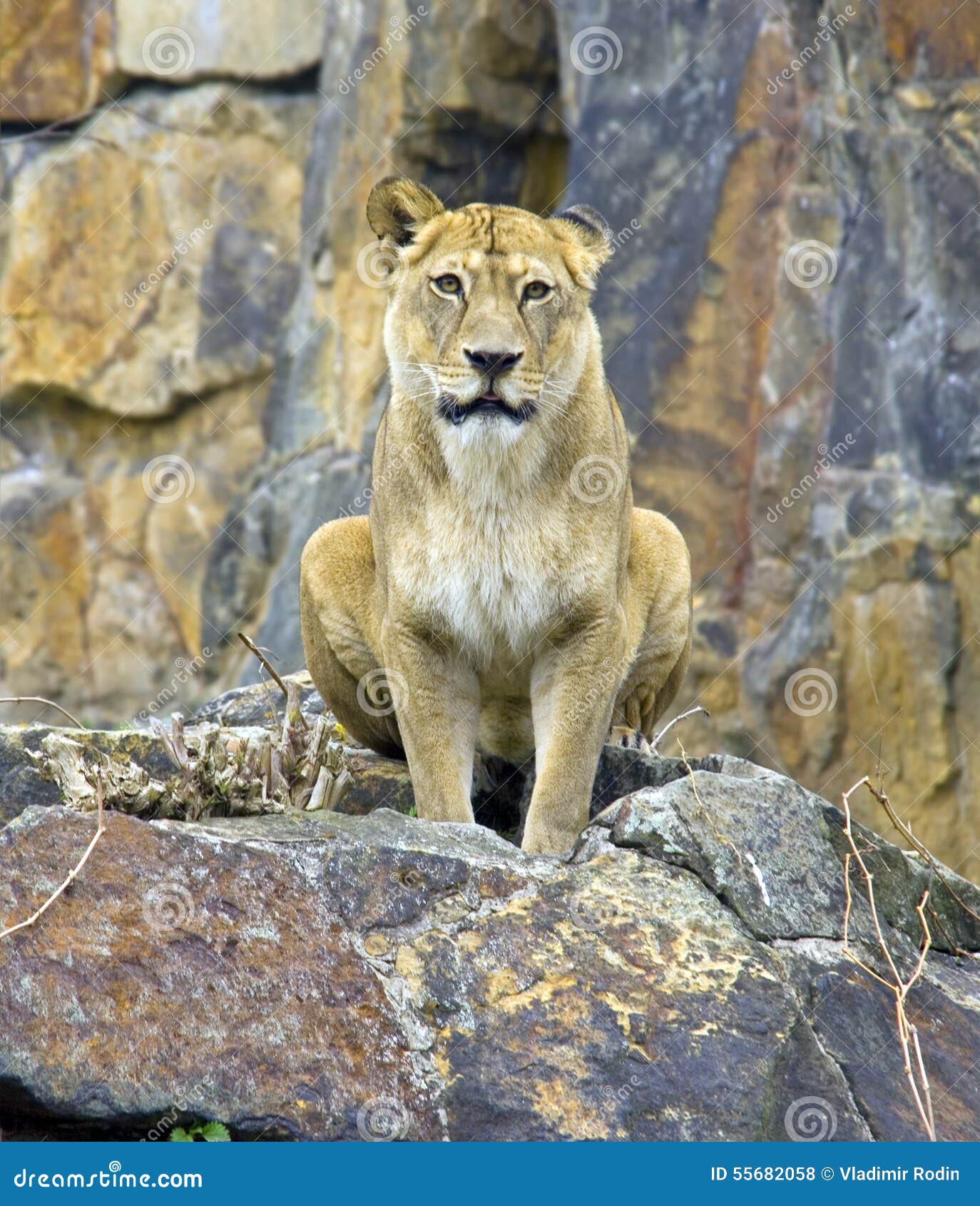 Lioness Predator the Big Cat Canine Tooth Stock Photo - Image of muscle ...