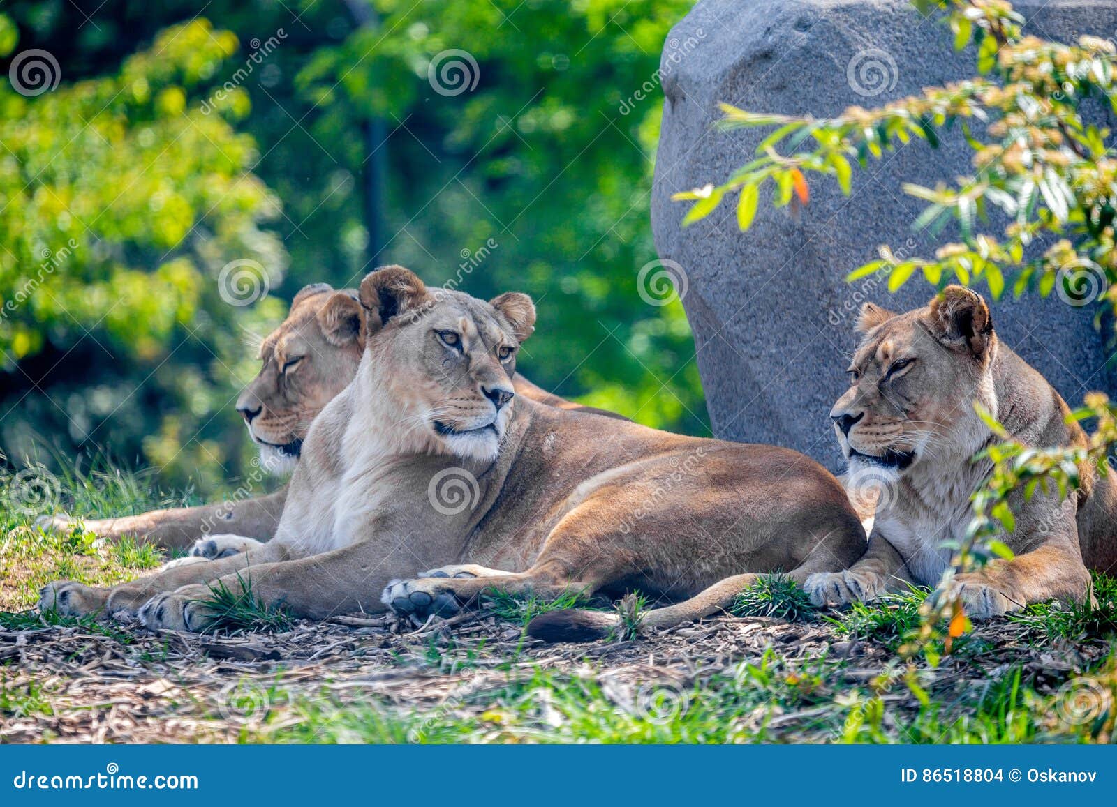 Lioness of Pride Resting Under Tree Stock Photo - Image of maasai ...
