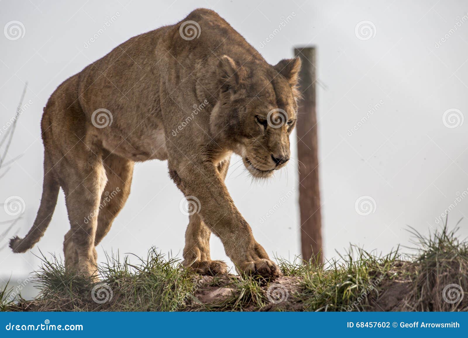 Lioness on the prowl stock photo. Image of panthera, felidae - 68457602