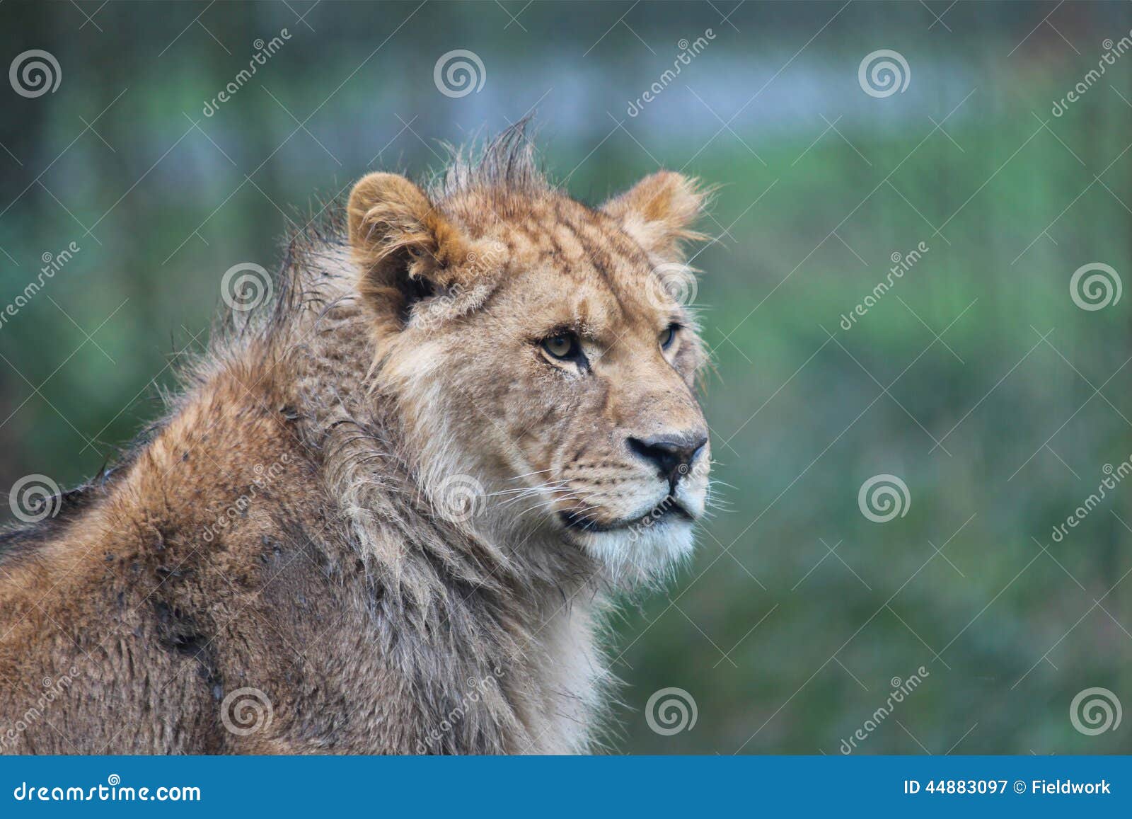 Lioness In The Rain Portrait Stock Image Image Of Hunting Hunter 44883097