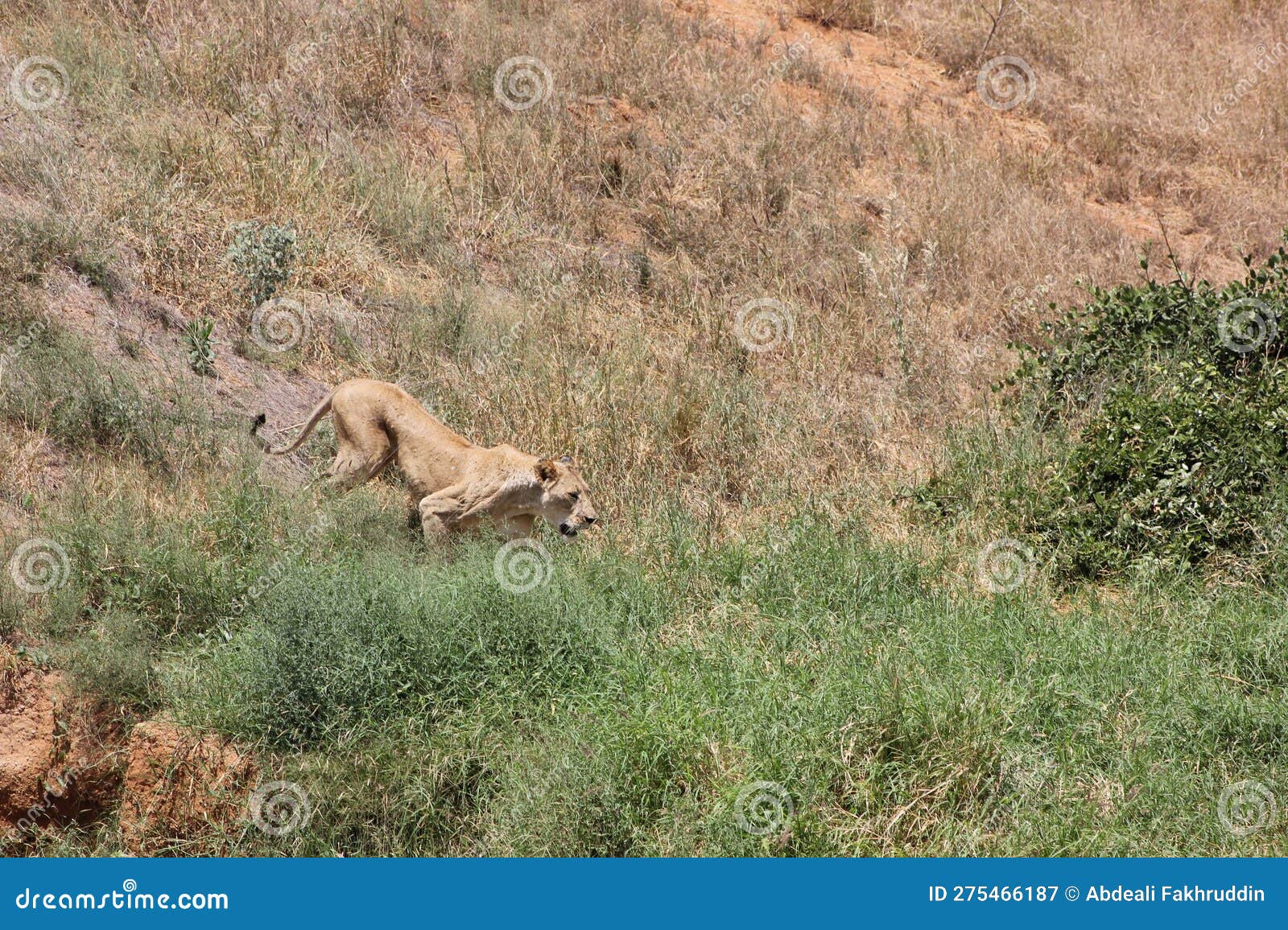 Lioness Ready for an Attack Stock Image - Image of wilderness ...