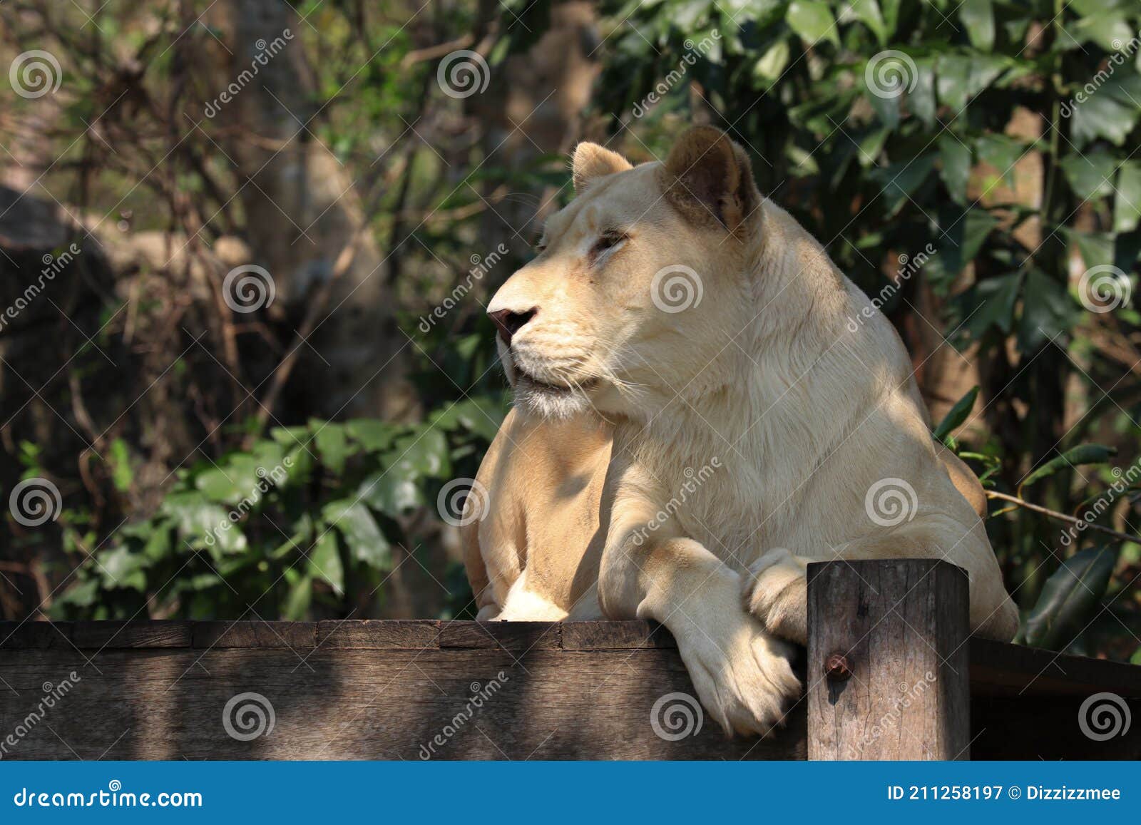 Lioness Relaxing on the Wood Structure Stock Image - Image of wild ...