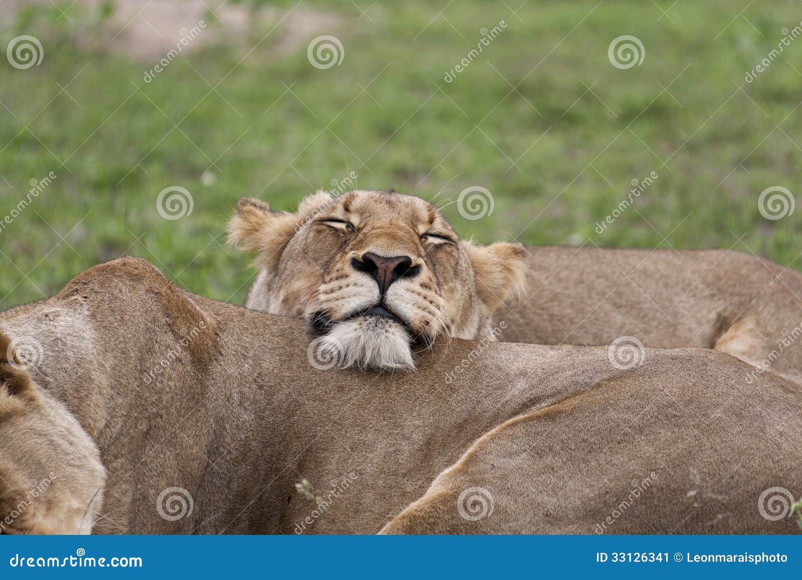 Lioness at rest. stock image. Image of game, feline, sabi - 33126341