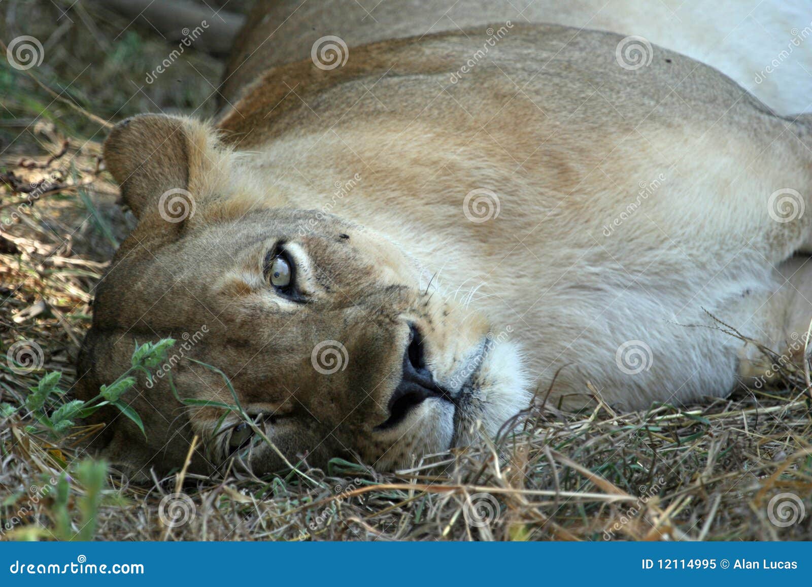 Lioness Resting stock image. Image of valley, nature - 12114995