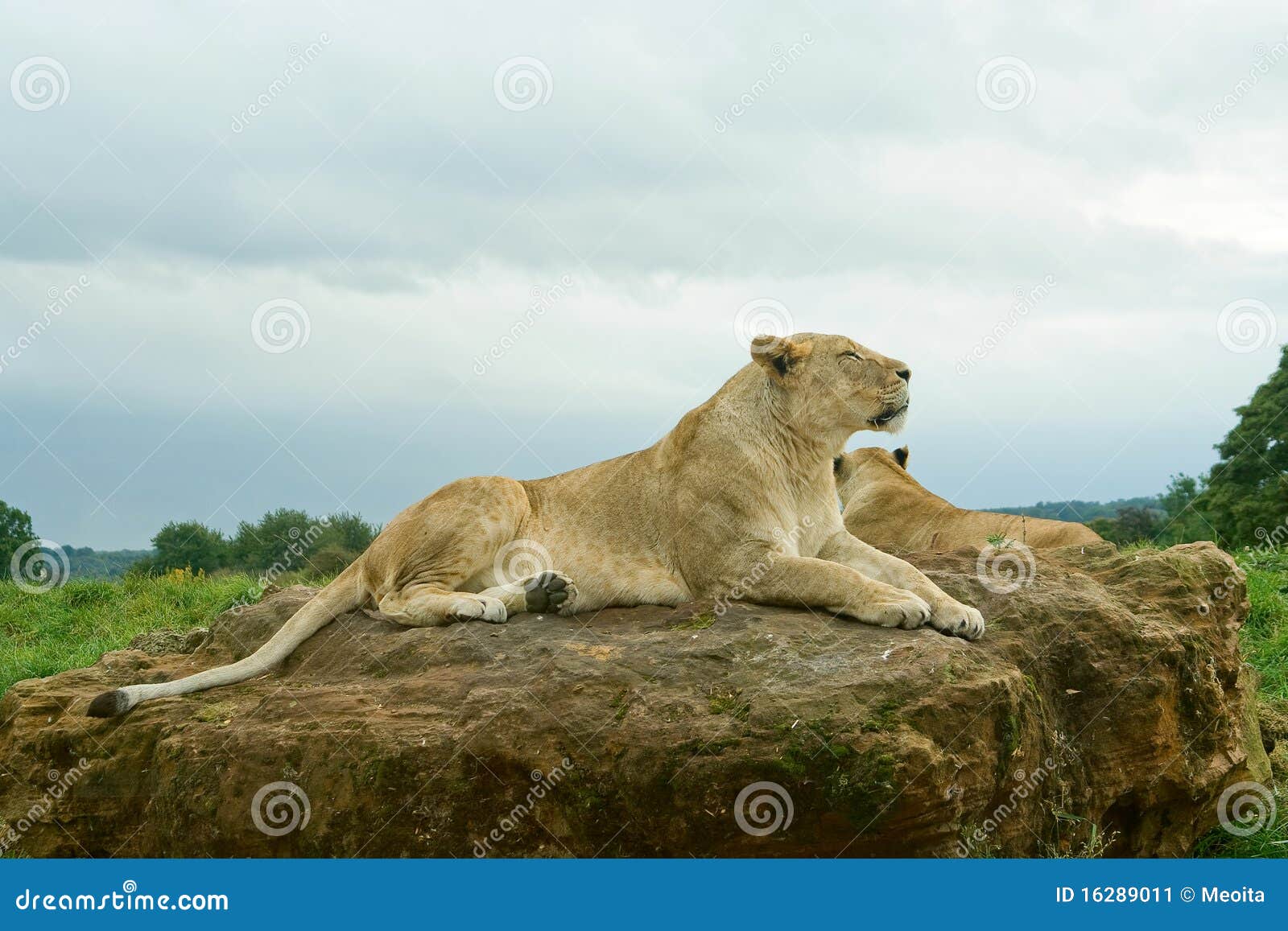 Lioness resting stock image. Image of tree, pride, panthera - 16289011