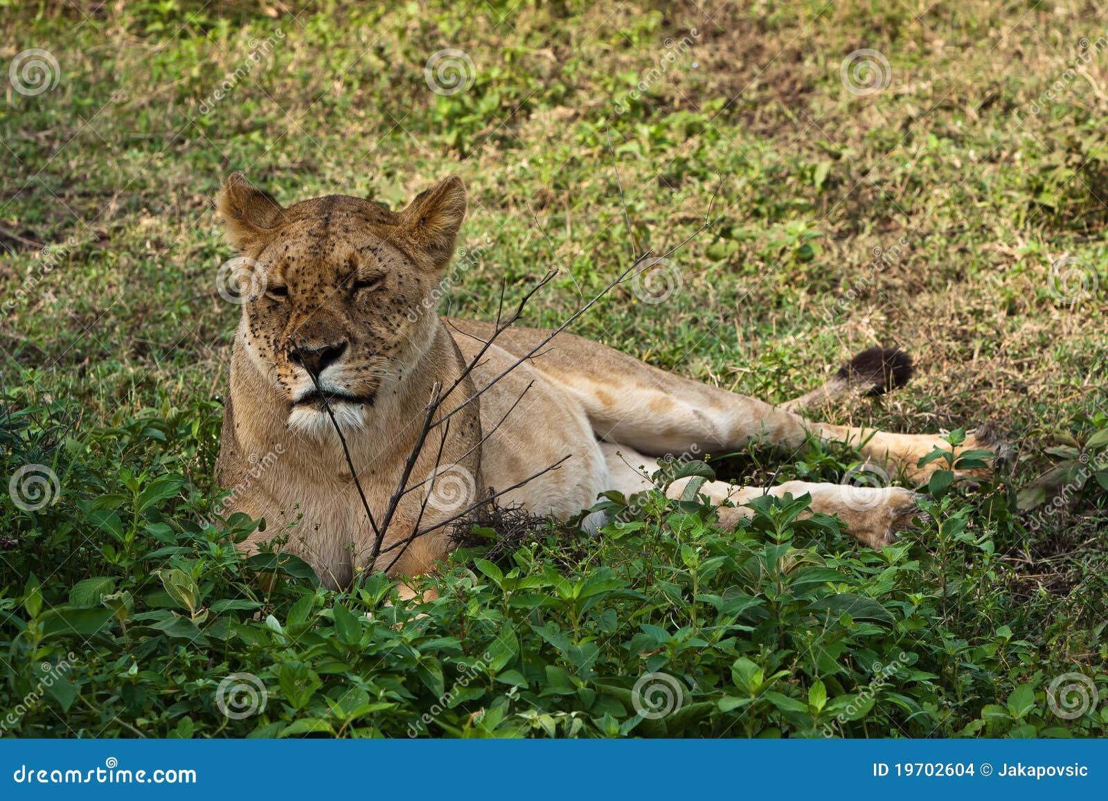 Lioness resting stock photo. Image of forest, nature - 19702604