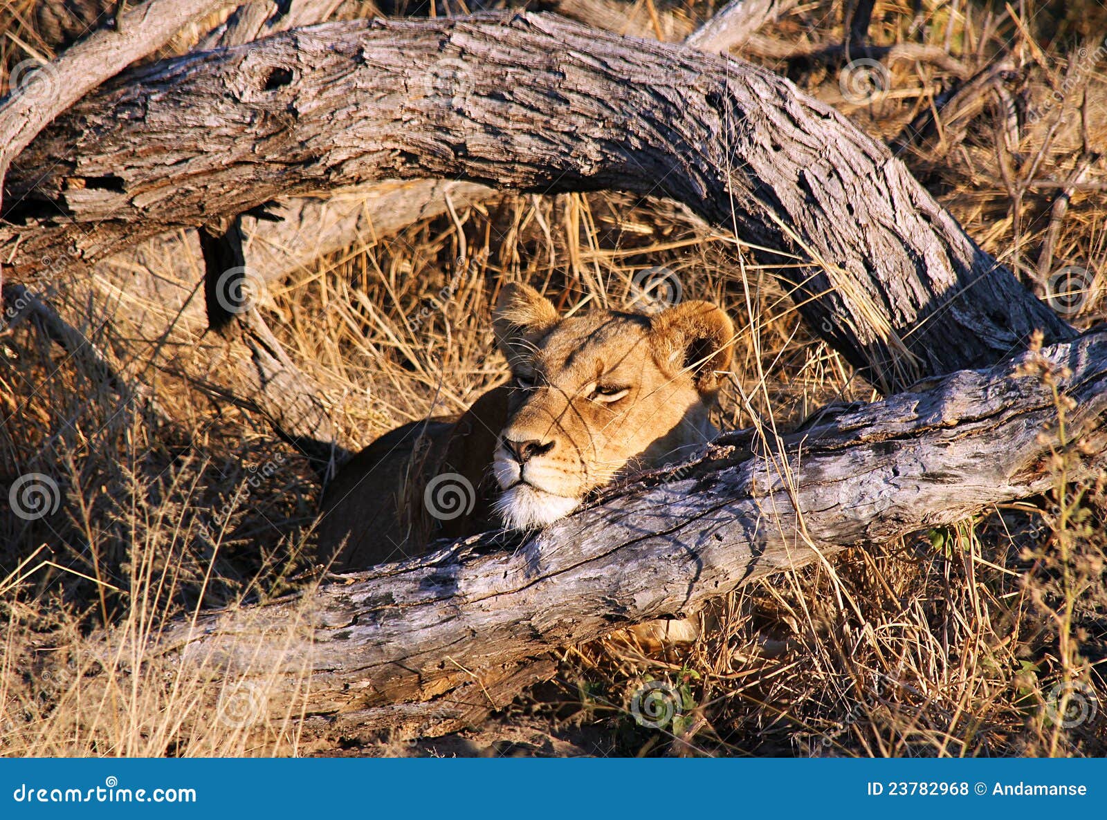 Lioness Resting stock photo. Image of national, adventure - 23782968