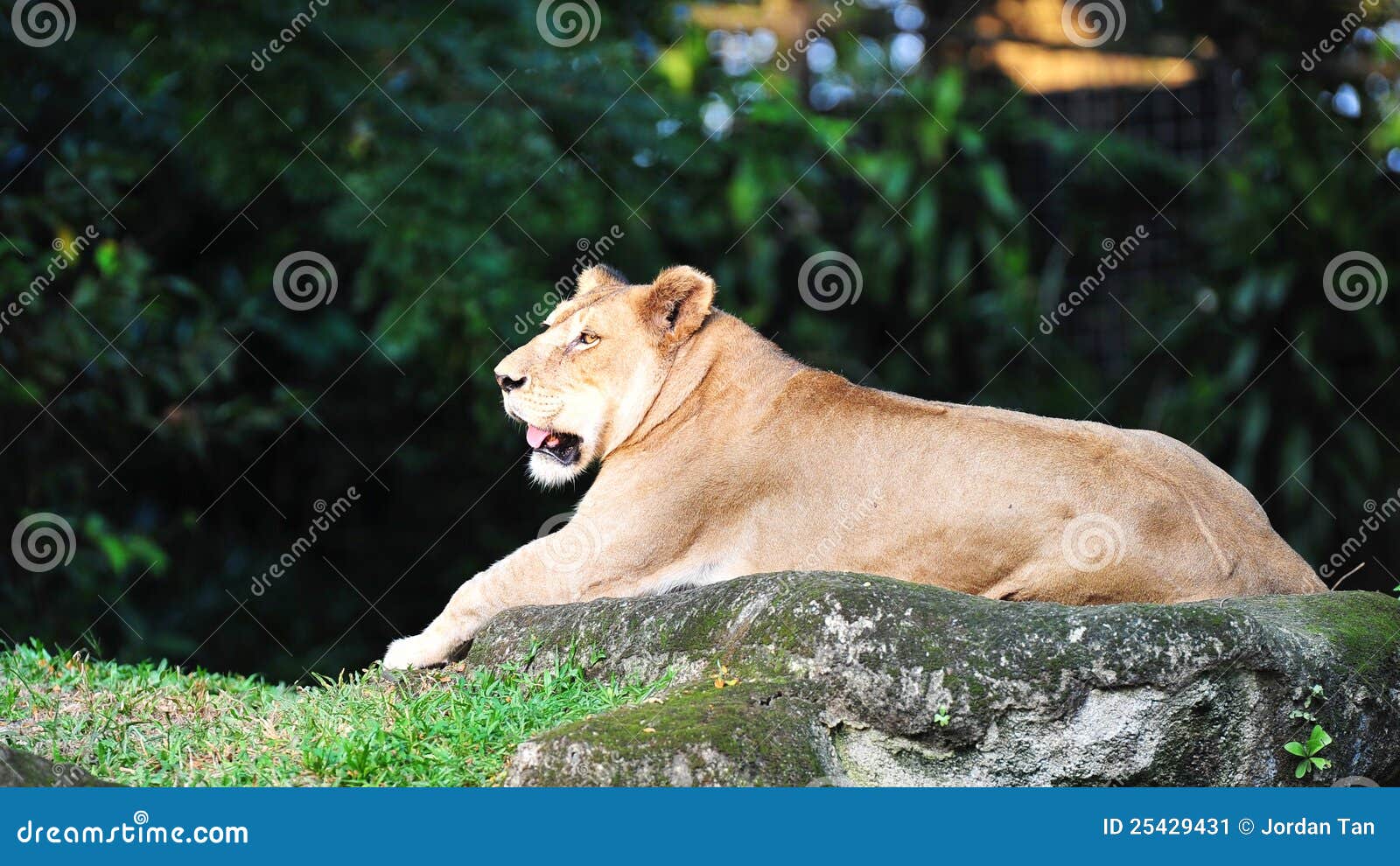 Lioness resting stock image. Image of snout, tree, lion - 25429431