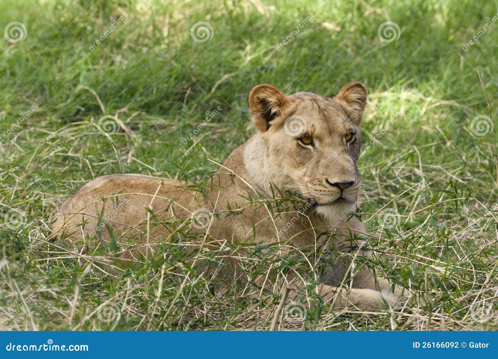 Lioness Resting stock photo. Image of looking, safari - 26166092