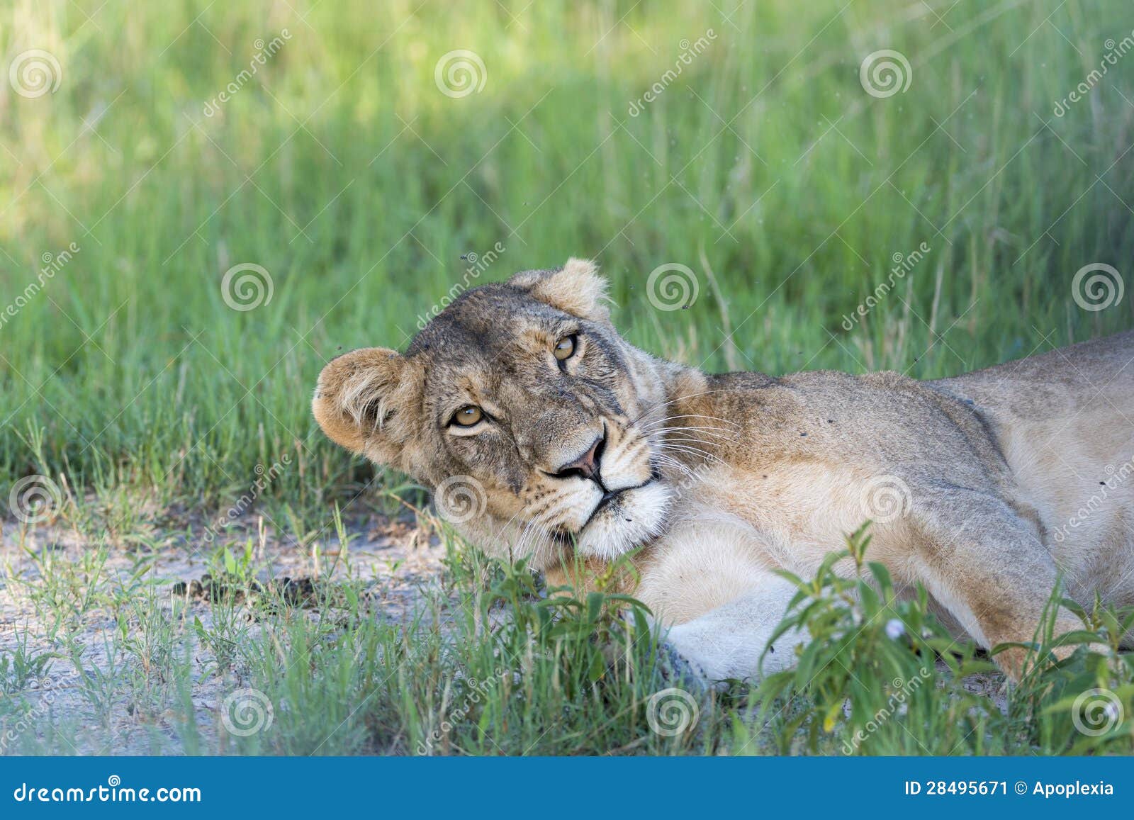 A Lioness resting stock image. Image of feline, power - 28495671