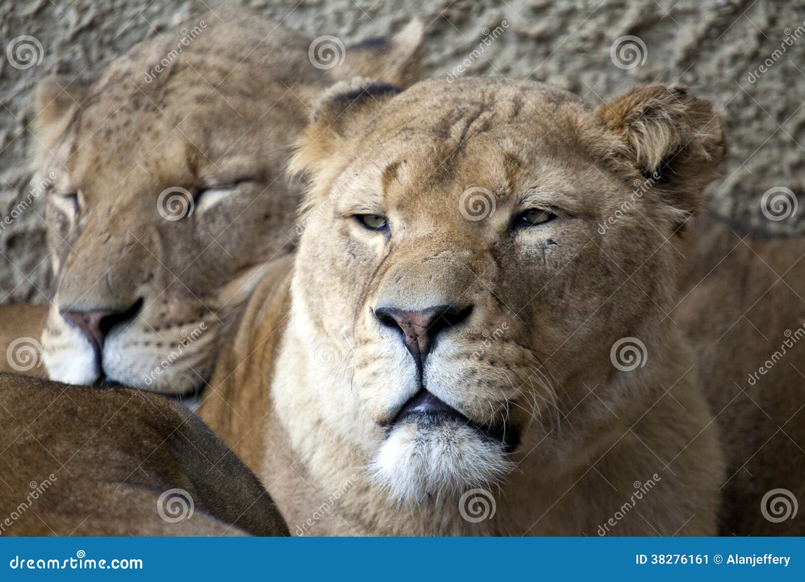 Lioness resting stock image. Image of predator, panthera - 38276161