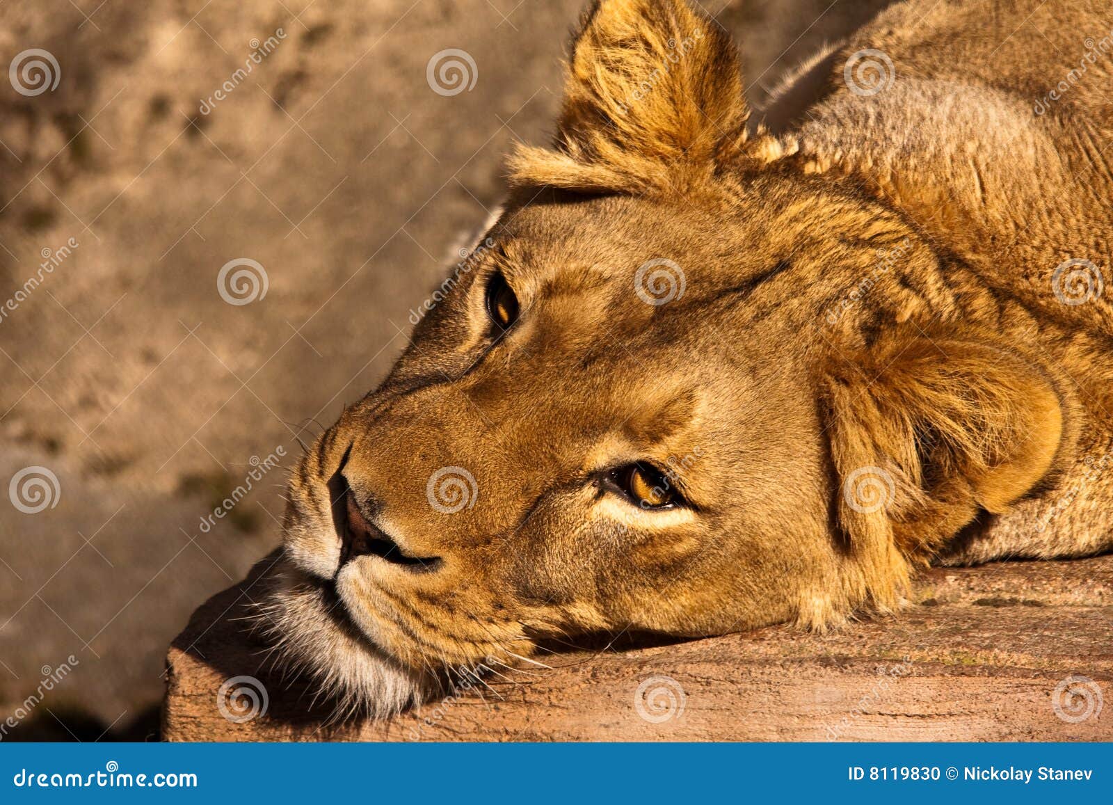 Lioness Resting stock photo. Image of captivity, garden - 8119830