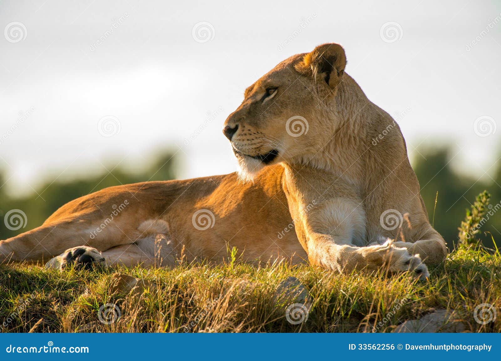 Lioness stock photo. Image of species, lioness, prowess - 33562256