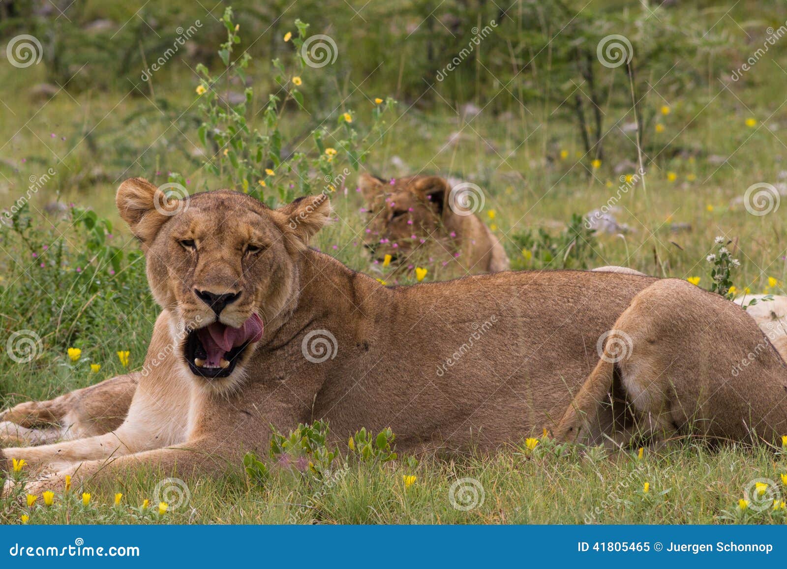 Lioness Resting in the Grass Stock Image - Image of mammal, etosha ...