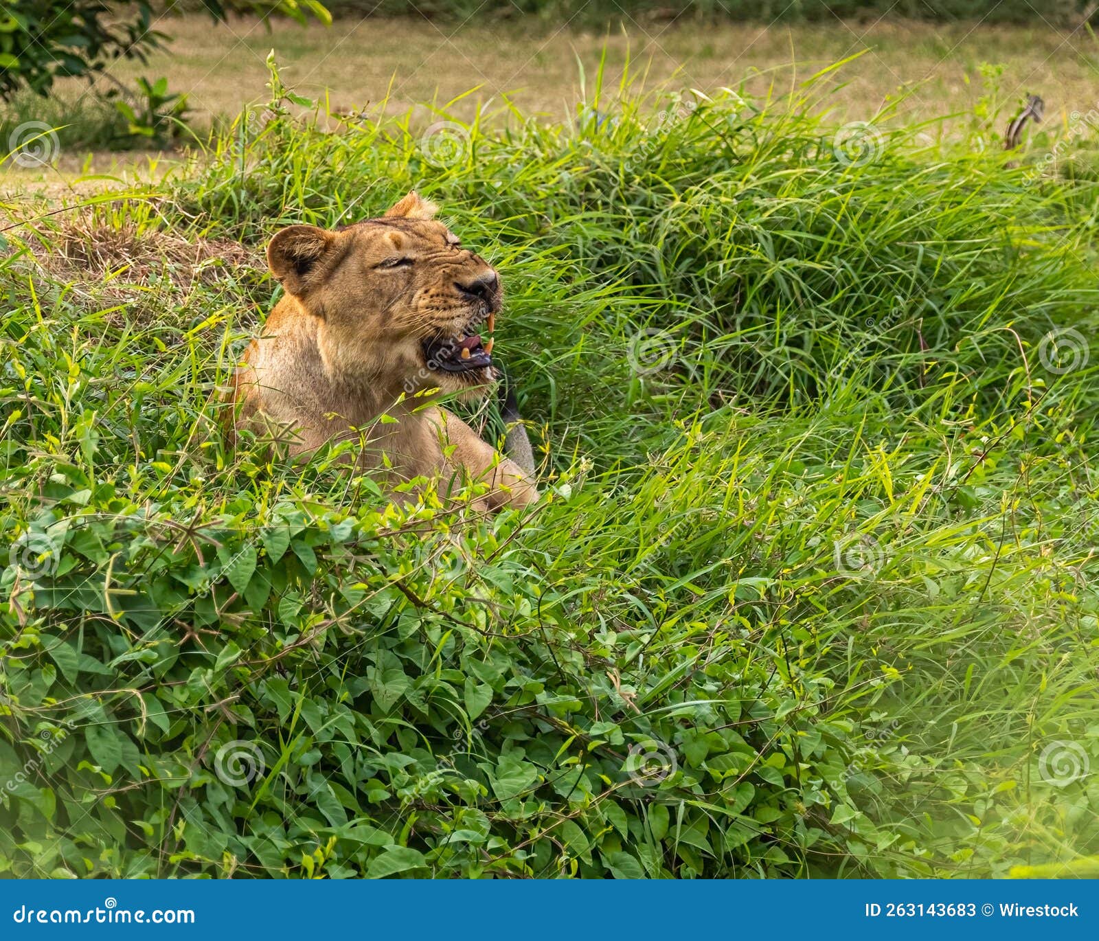 Lioness Resting on Grass in Woods Stock Image - Image of intense ...