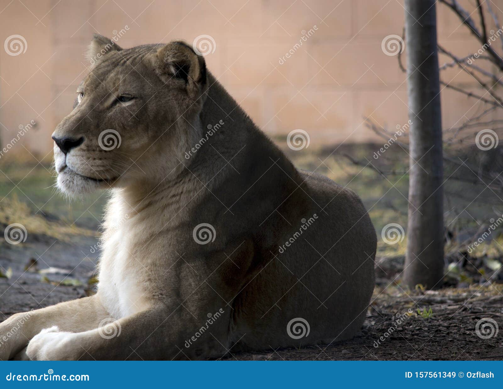 The lioness is resting stock image. Image of nose, outdoors - 157561349