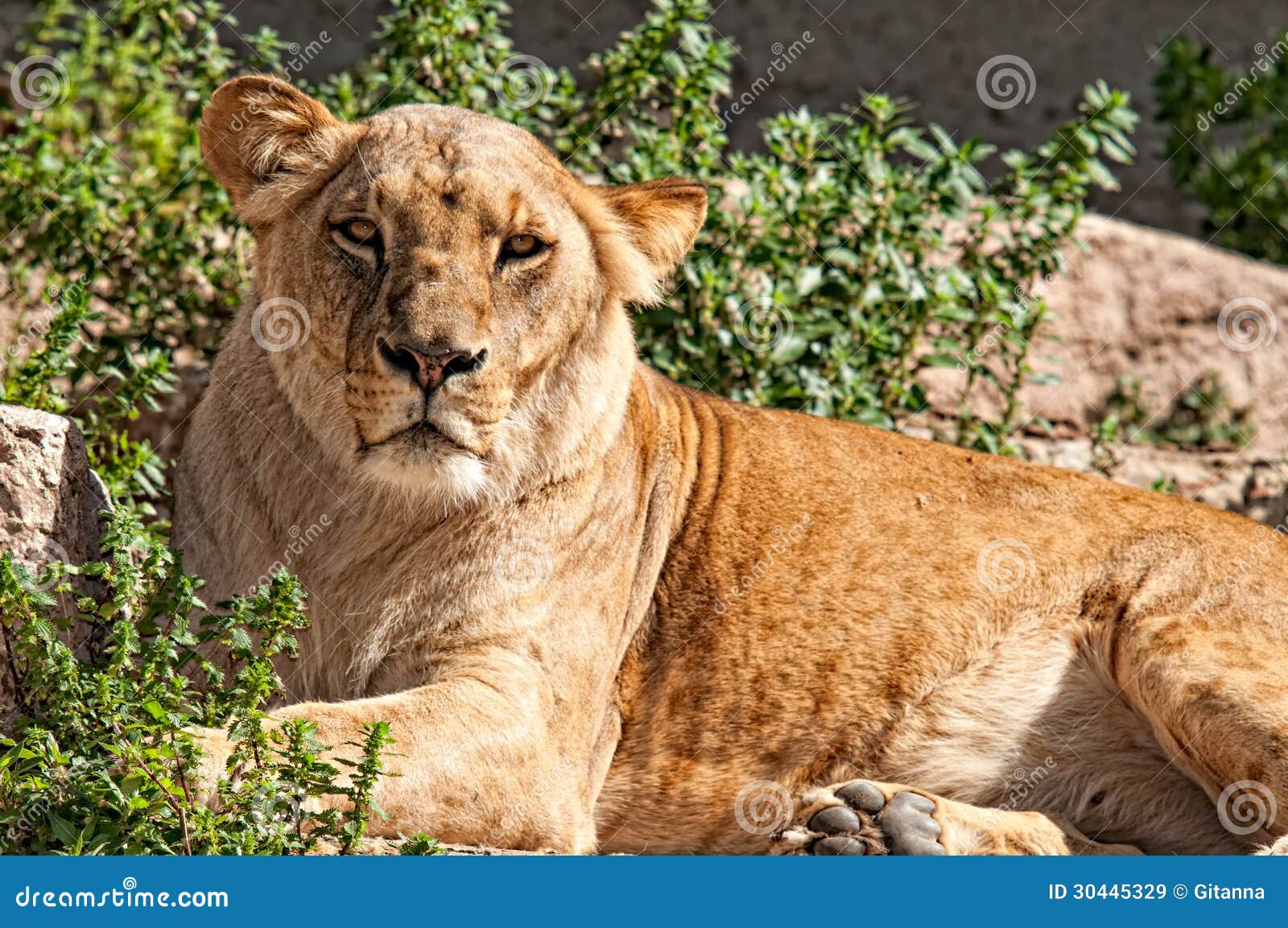 Lioness resting stock image. Image of game, front, national - 30445329