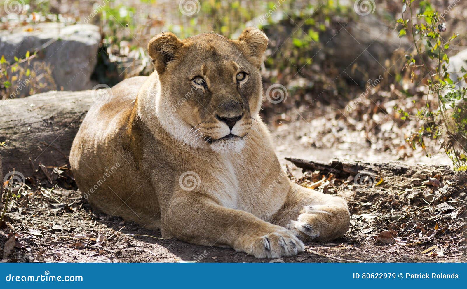 Lioness resting stock image. Image of resting, making - 80622979