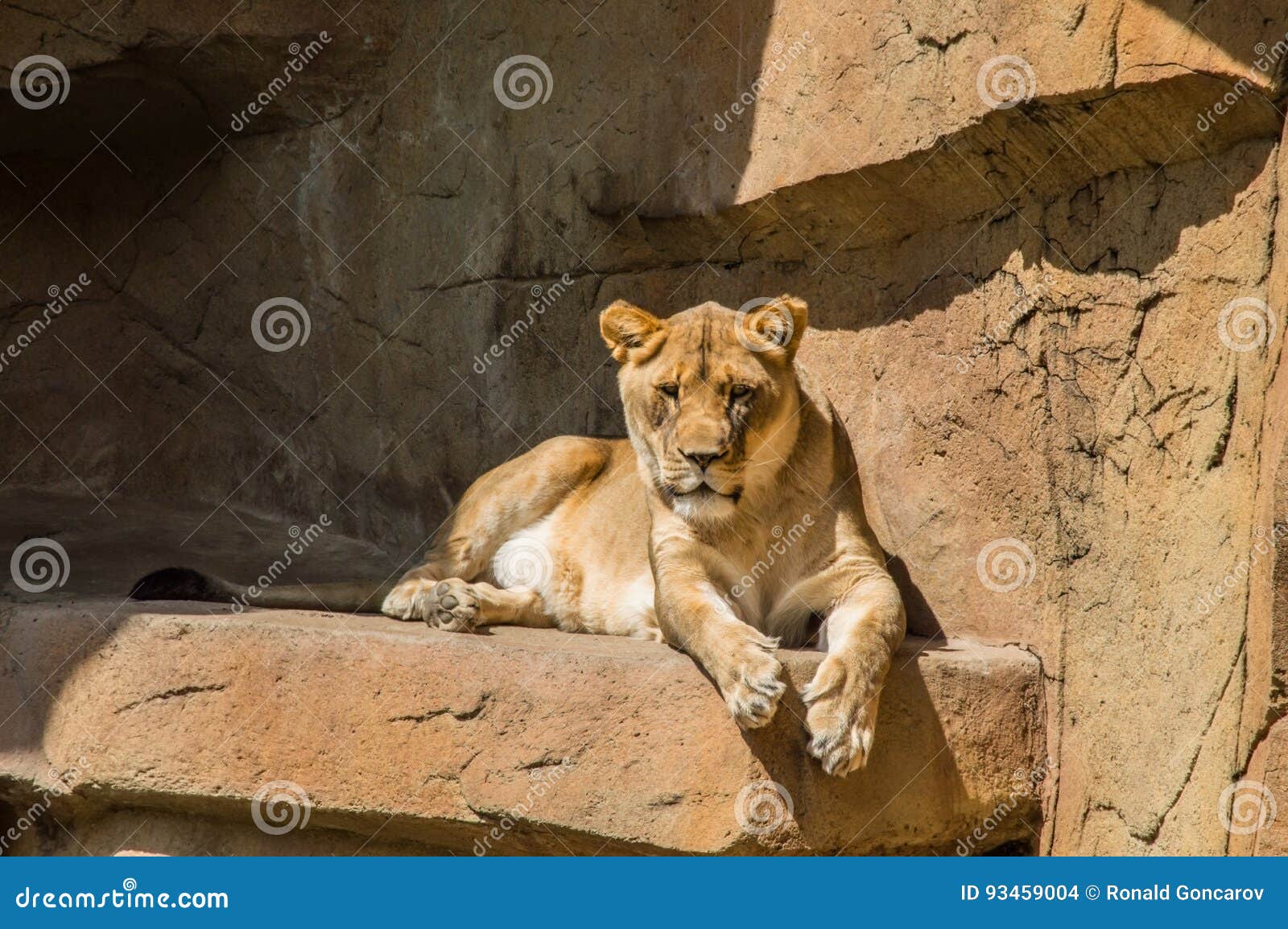 Lioness resting on a rock. stock photo. Image of resting - 93459004