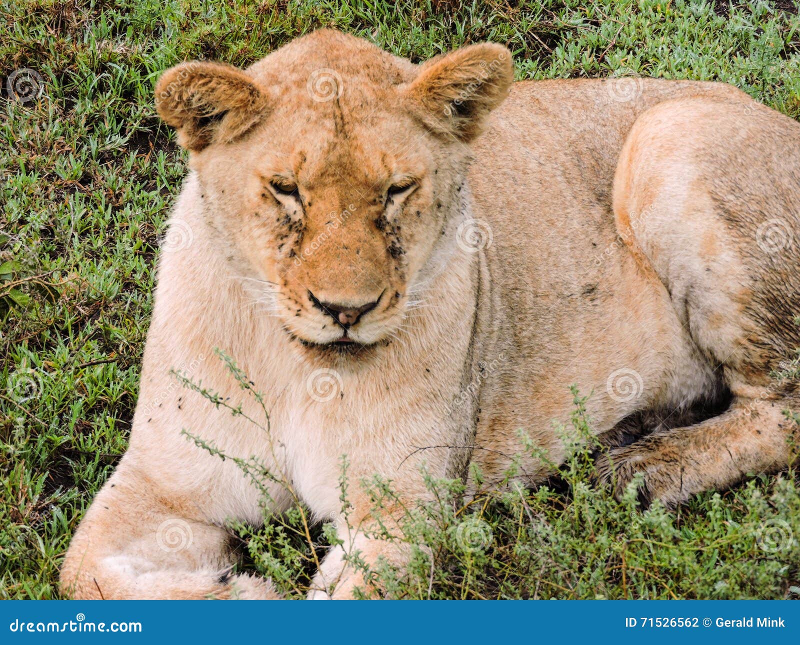 Lioness Resting stock photo. Image of wildlife, mammal - 71526562