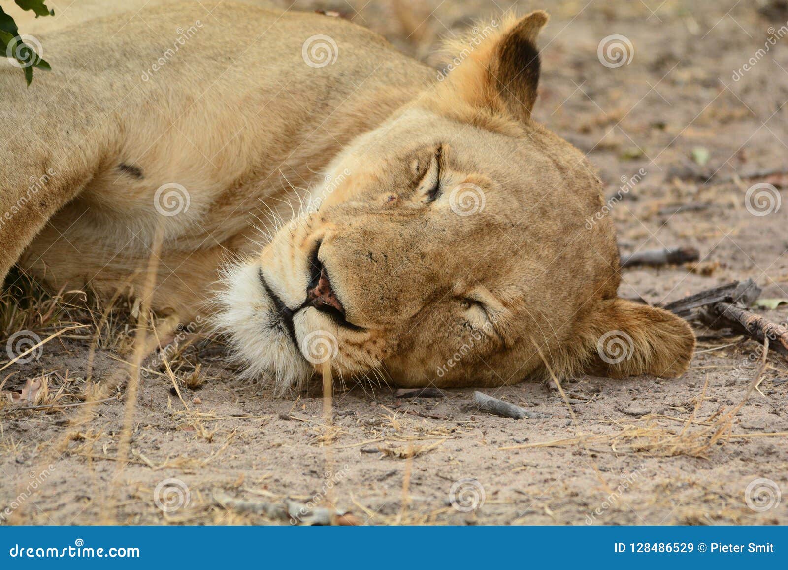 Lioness resting stock image. Image of resting, heat - 128486529