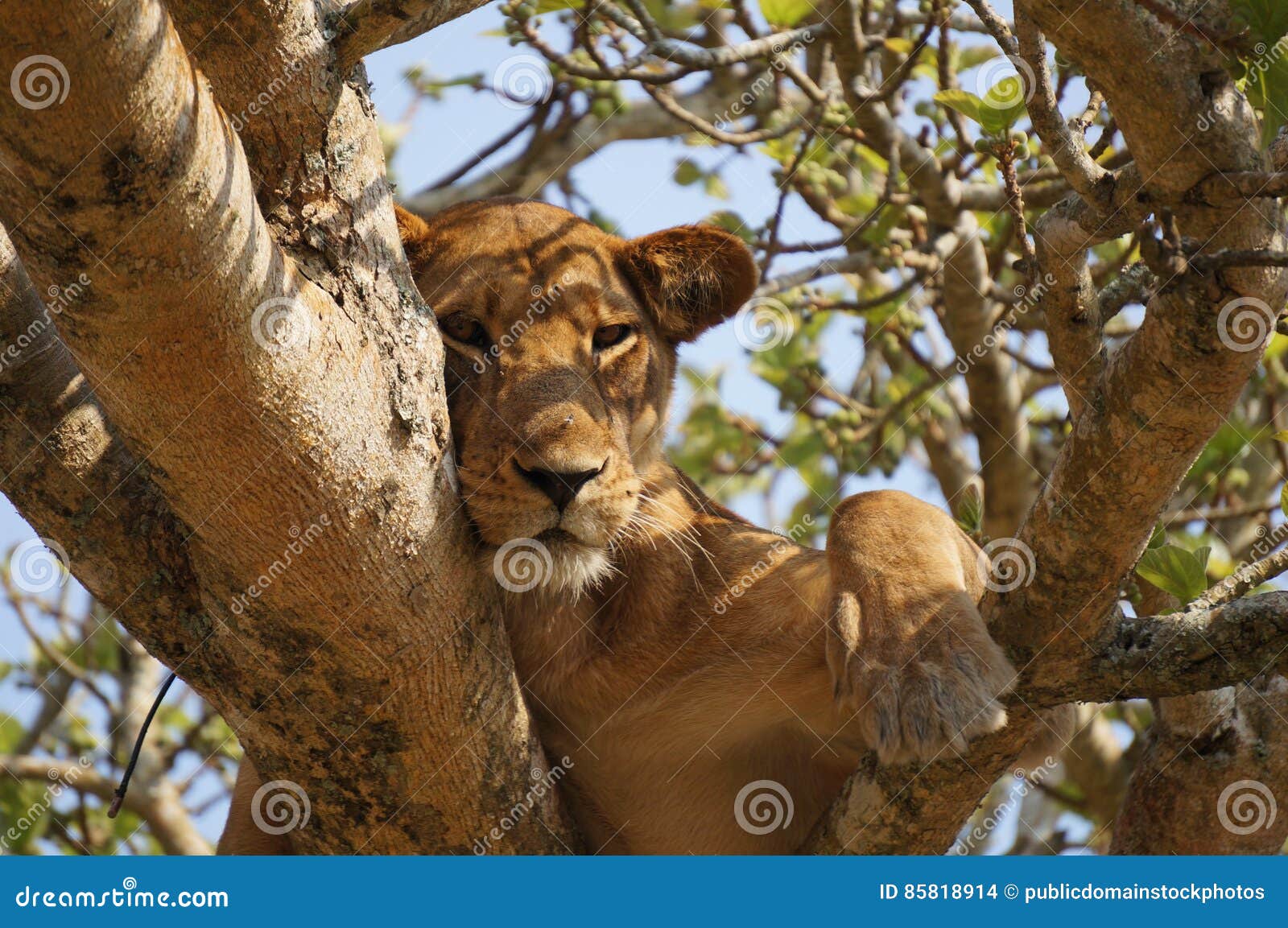 Lioness Resting In A Tree Picture. Image: 85818914