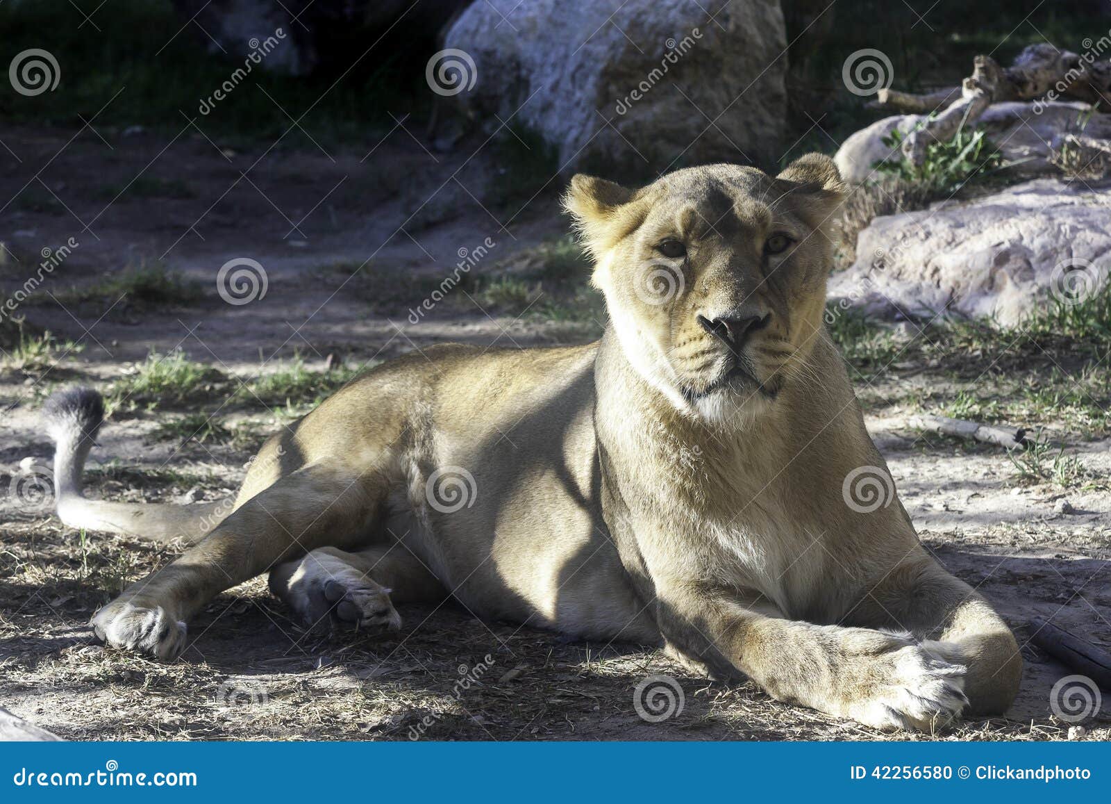 Lioness resting stock photo. Image of south, beautiful - 42256580