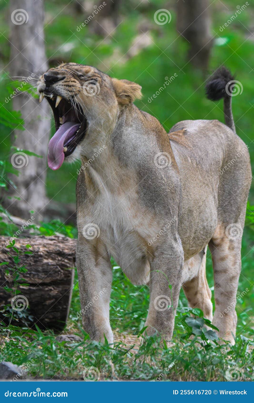 Lioness roaring in forest stock photo. Image of hunter - 255616720