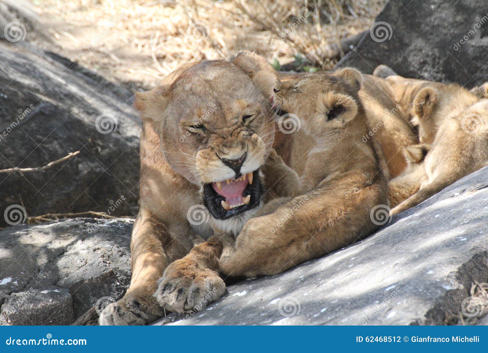 Lioness roaring at her cub stock photo. Image of environmental - 62468512