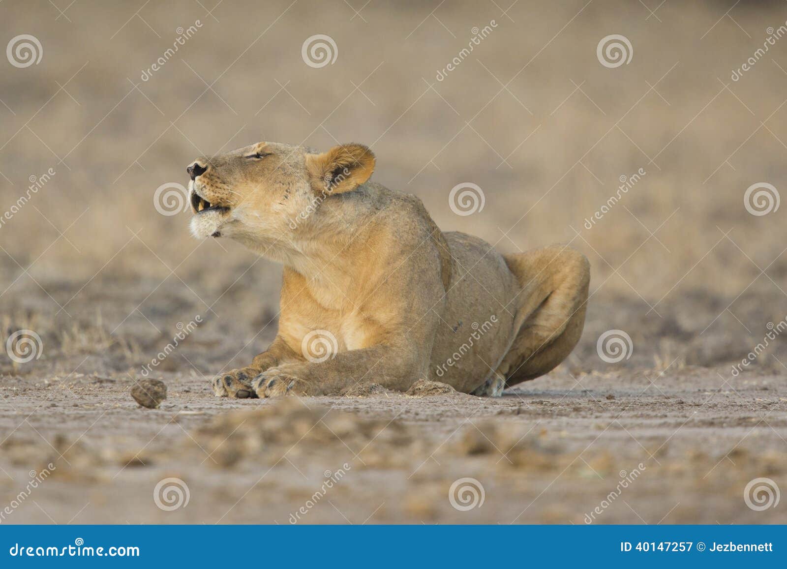 Lioness roaring stock image. Image of natural, full, mana - 40147257