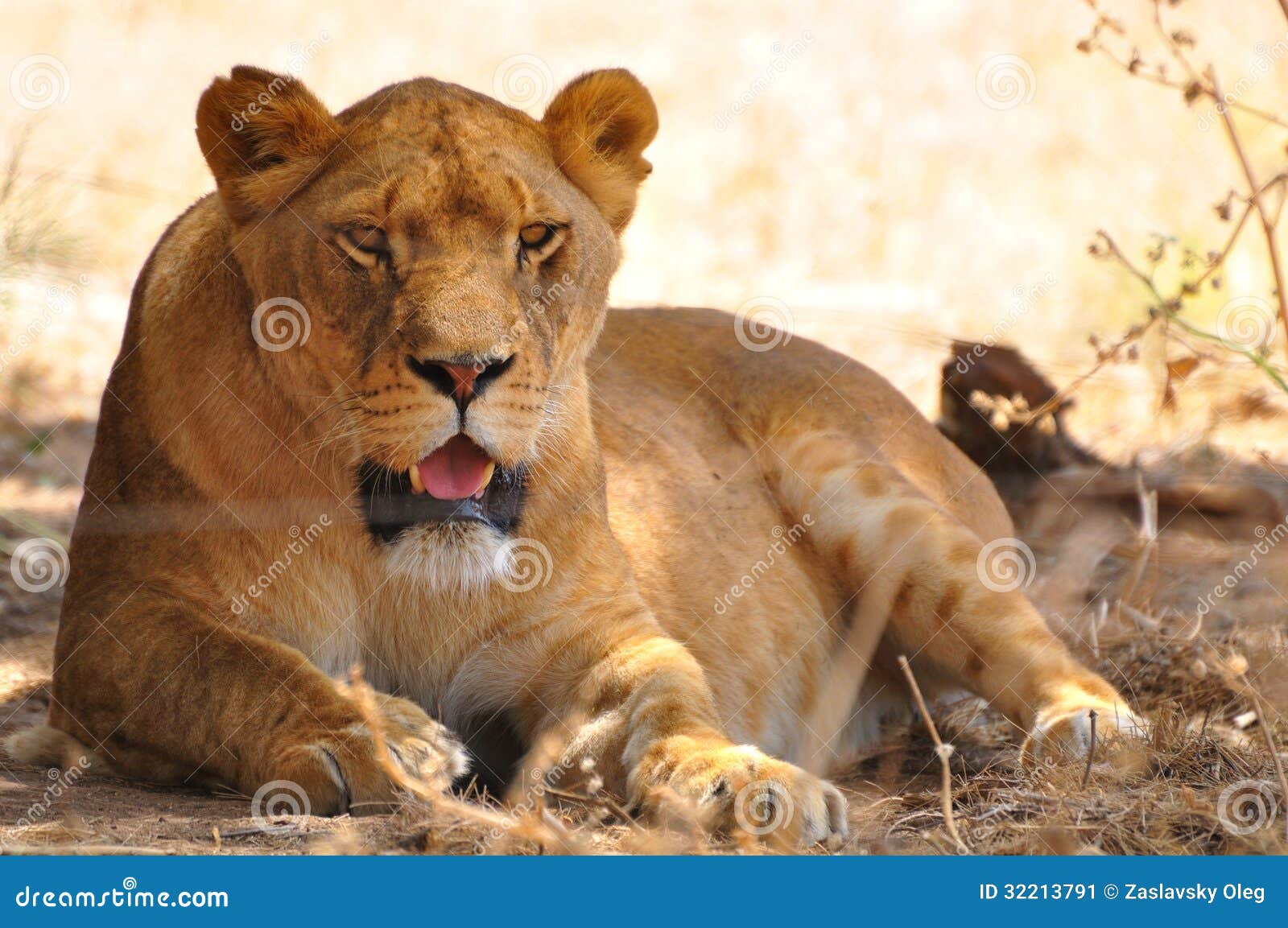 Lioness. stock image. Image of fauna, mammal, predator - 32213791