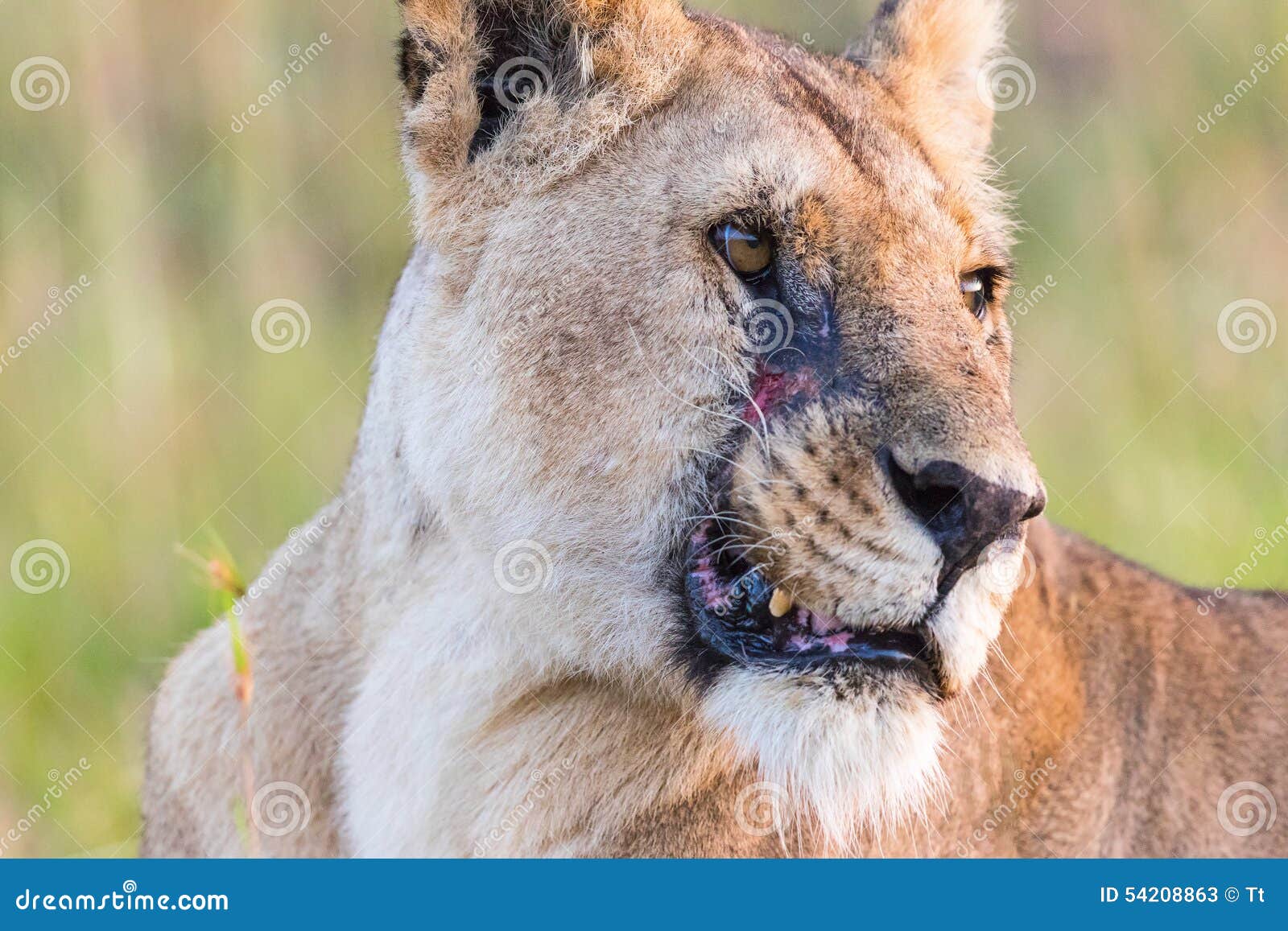 Lioness with scar stock image. Image of lying, endangered - 54208863