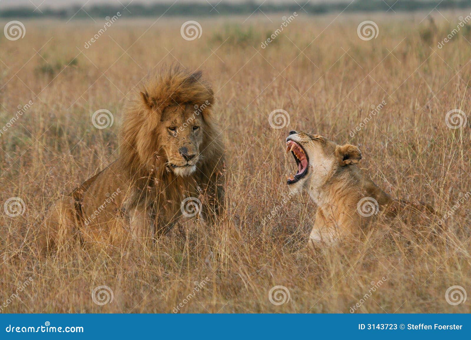 Lioness Screaming at Her Mate Stock Image - Image of couple, lion: 3143723