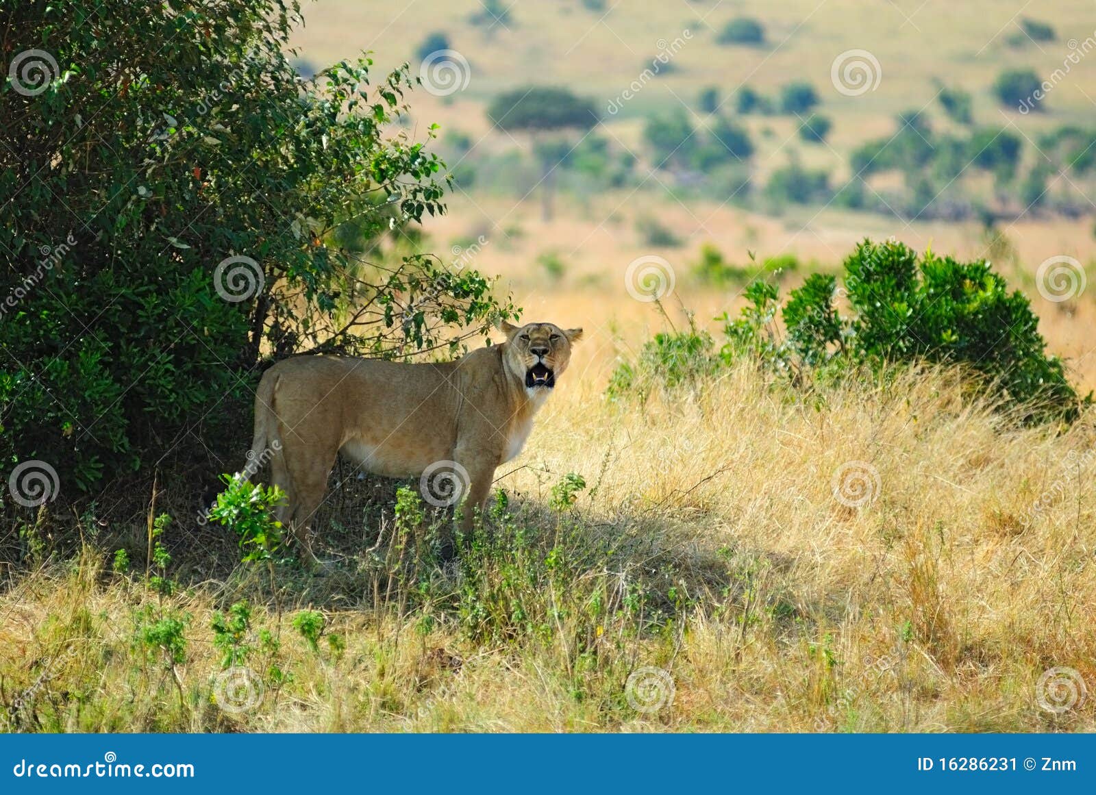 Lioness in the Shadow of Bush Stock Image - Image of sinister, eastern ...