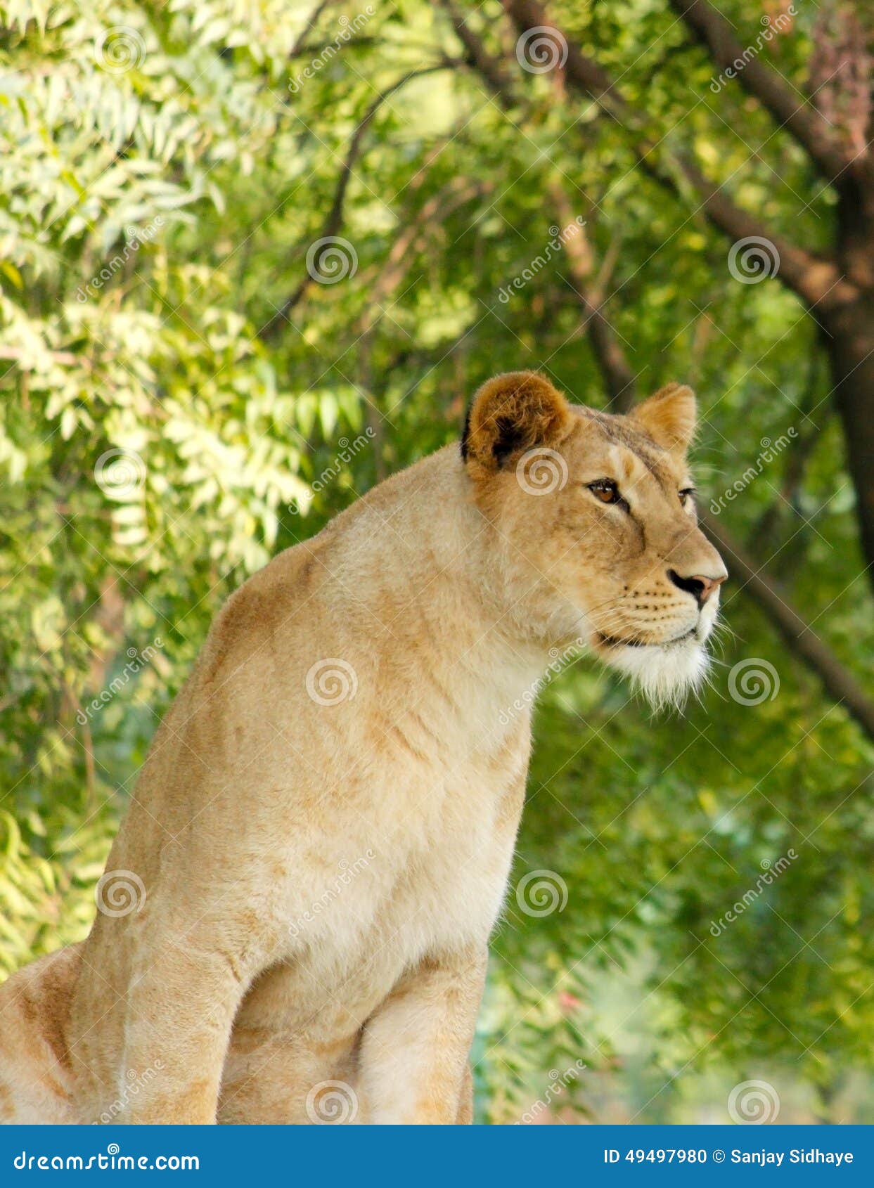 Lioness stock photo. Image of lioness, indian, indore - 49497980