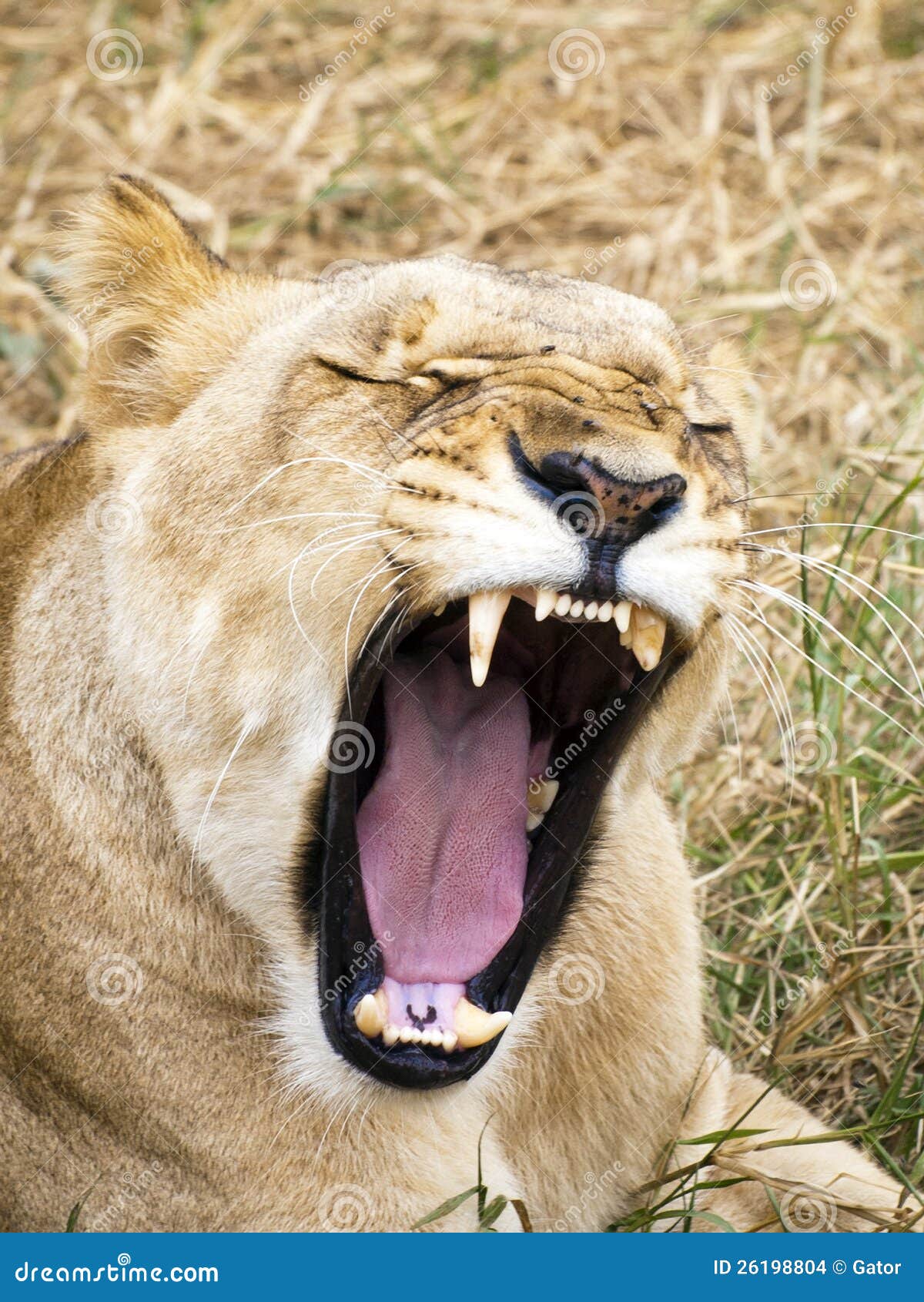 Lioness show her teeth stock photo. Image of outdoors - 26198804