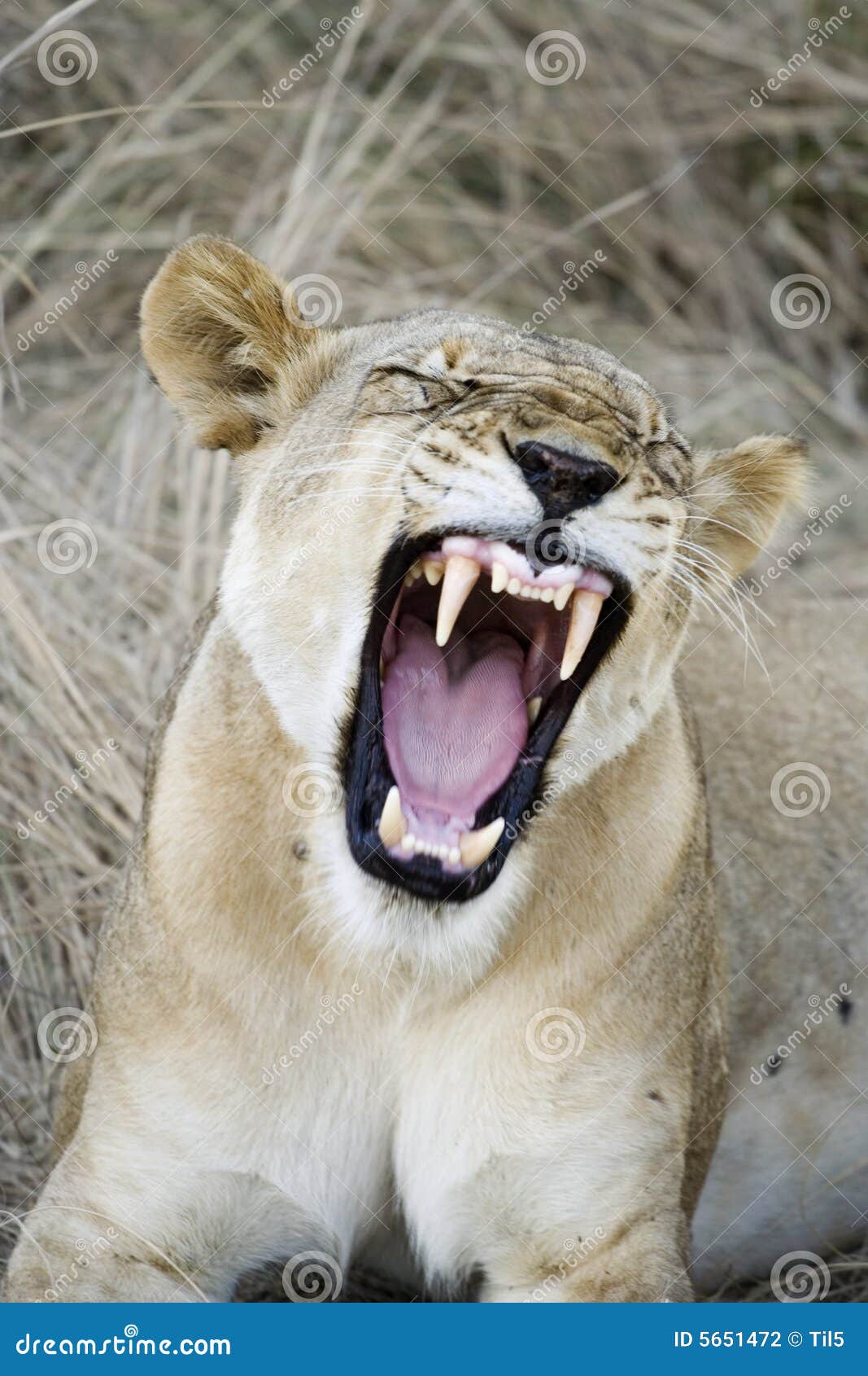 Lioness showing teeth stock photo. Image of yellow, wildlife - 5651472