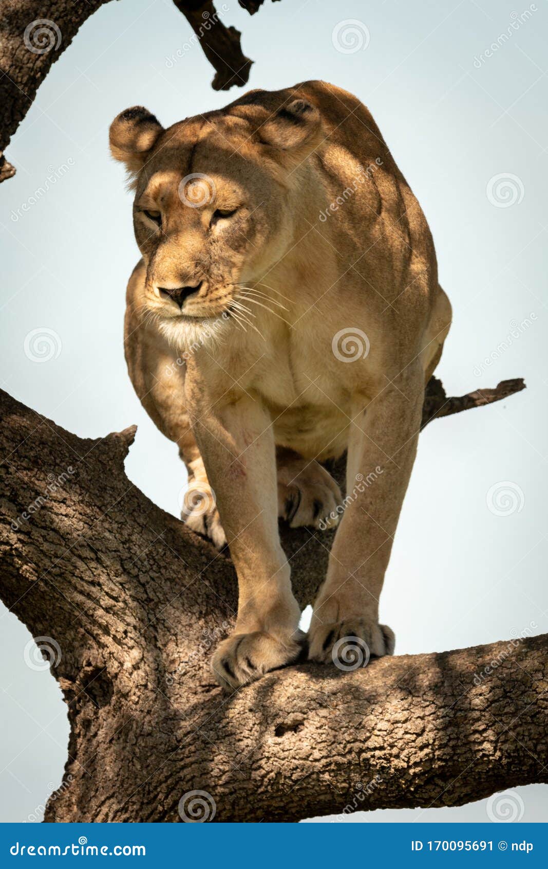 Lioness Sits in Tree in Dappled Sunlight Stock Image - Image of outside ...