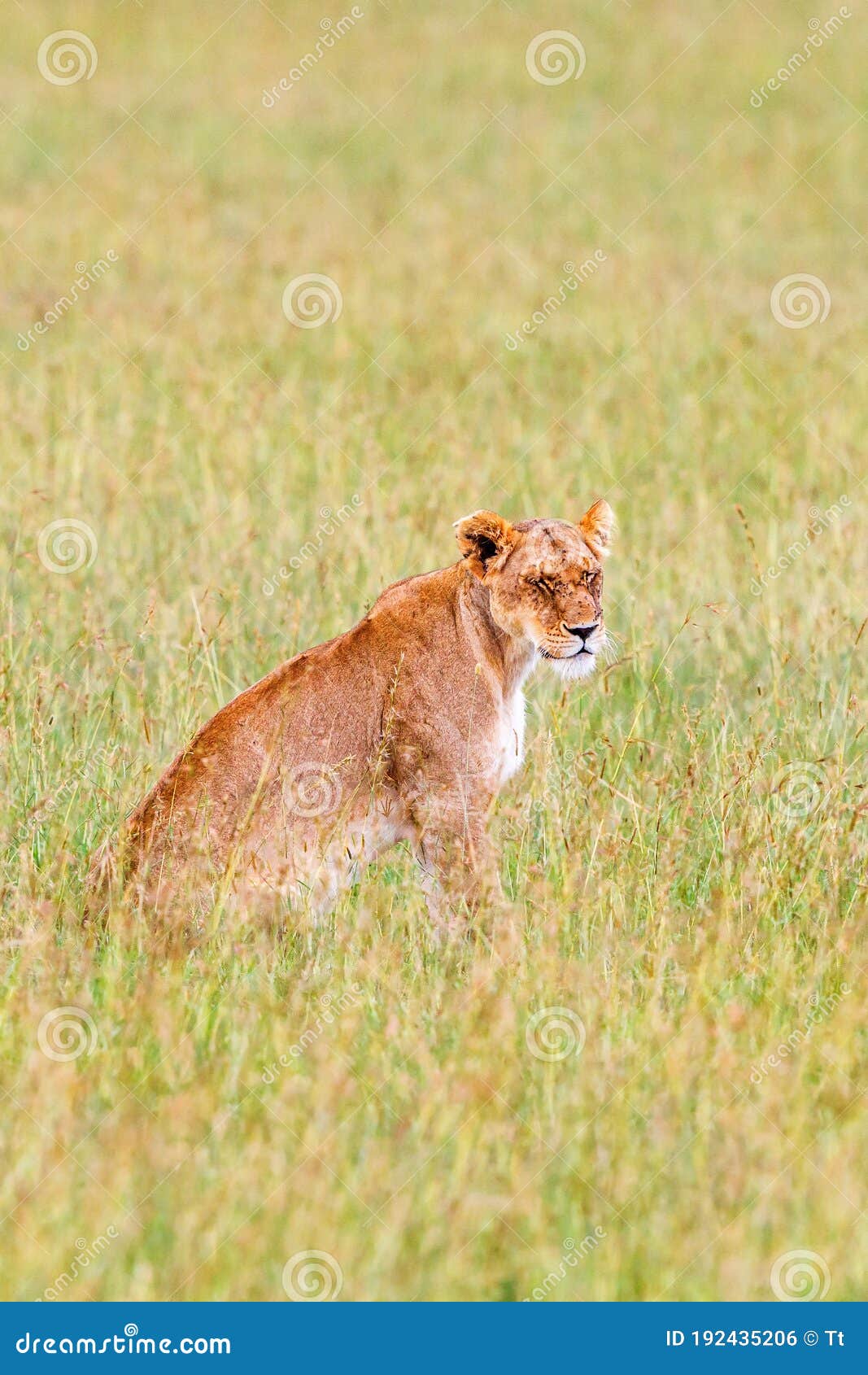 Lioness Sitting and Close Her Eyes Stock Photo - Image of african ...