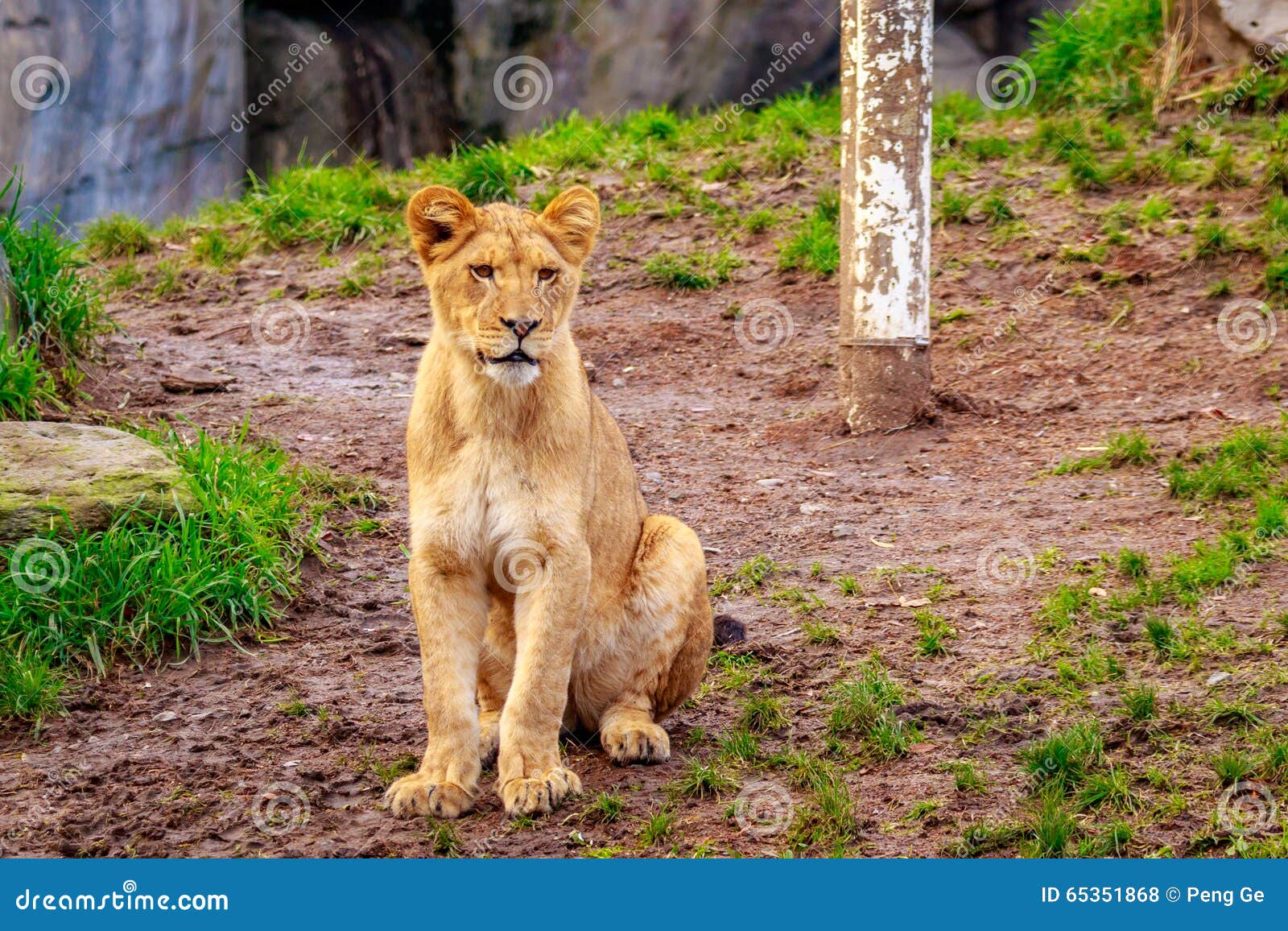Lioness stock photo. Image of outdoors, lioness, united - 65351868